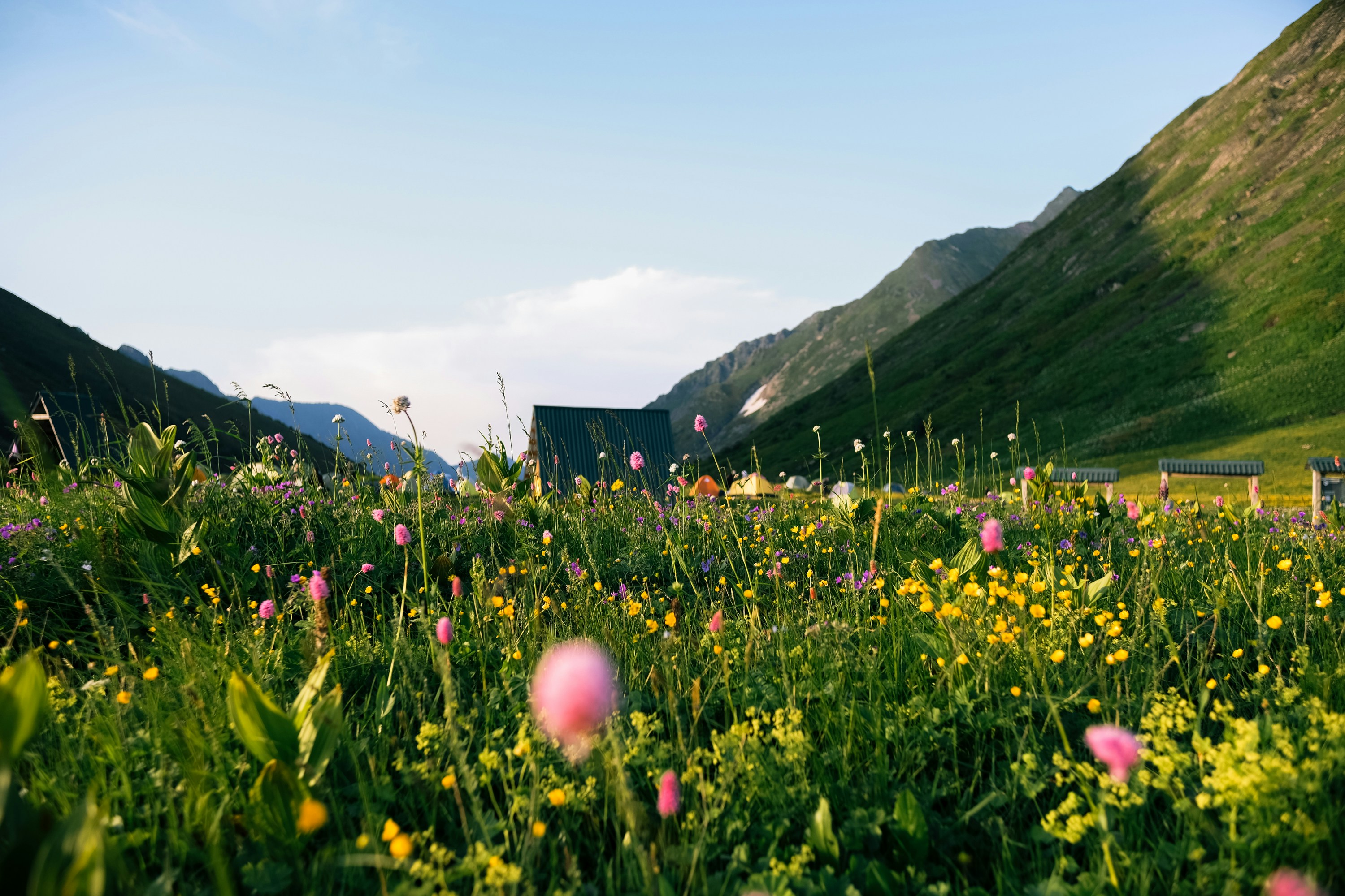 Meadow in the Valley: Wildflowers Framing Rugged Peaks