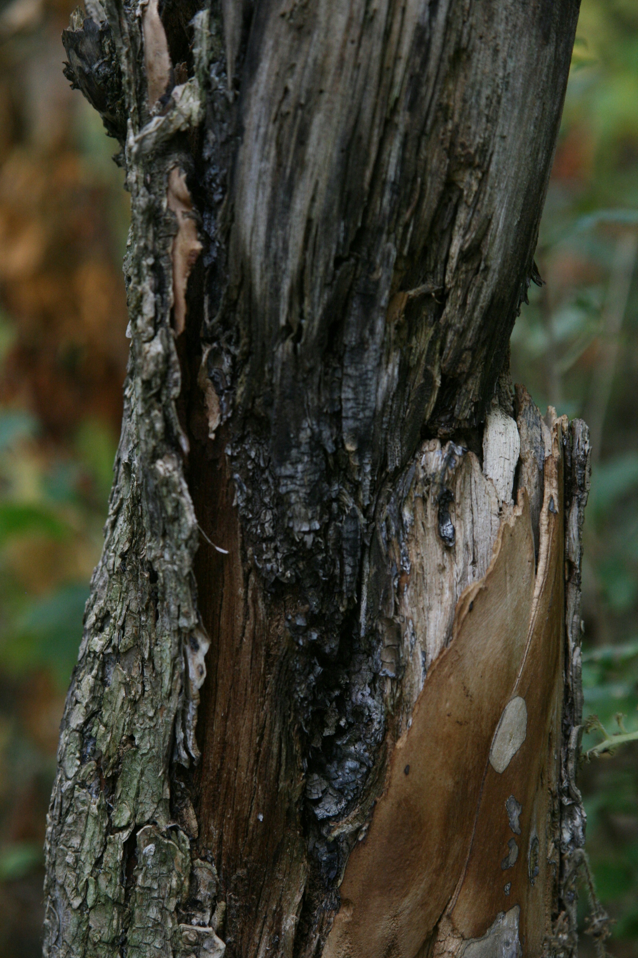 Close-up of a decaying tree trunk. photo – Free Tree trunk Image on ...