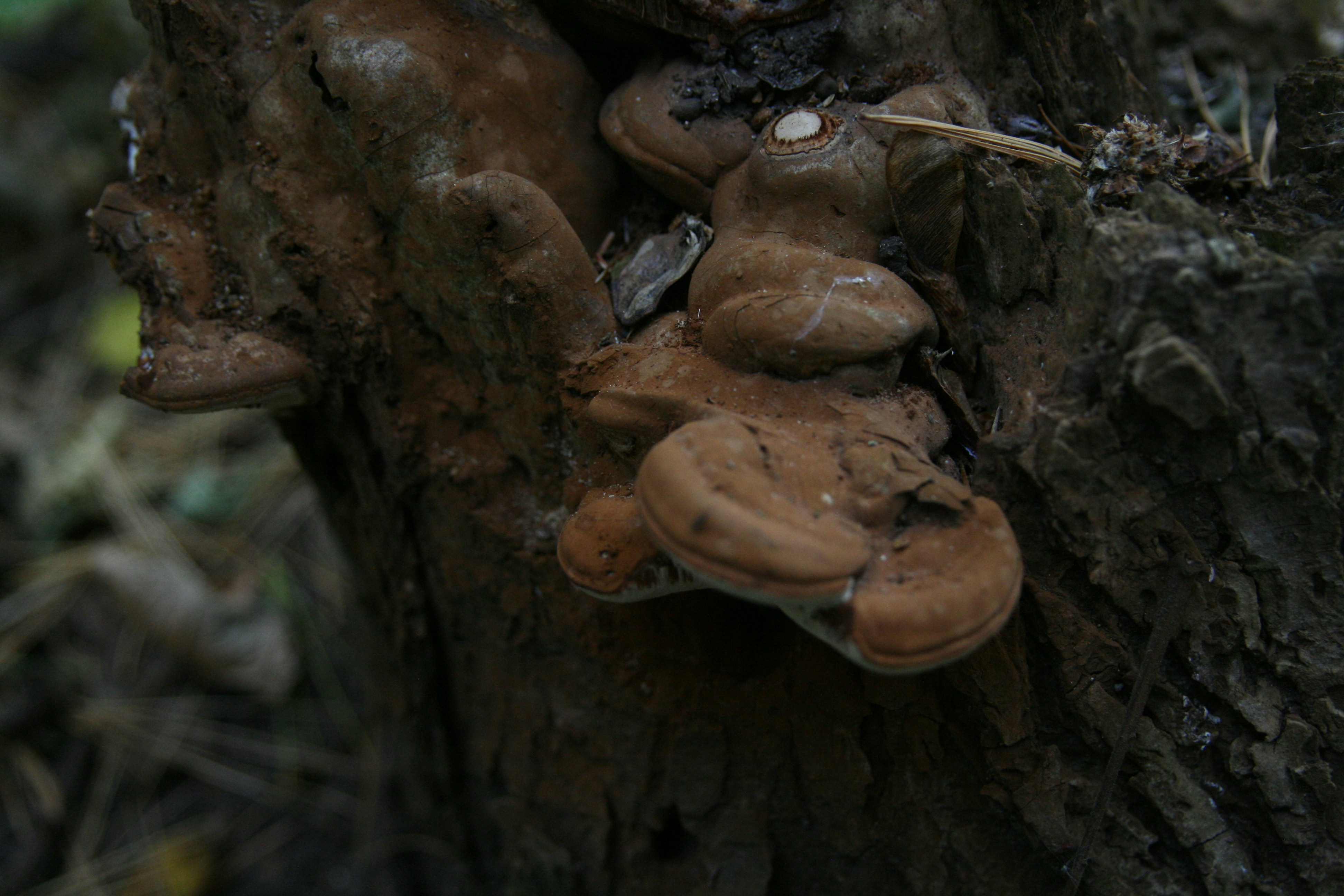 Shelf Fungi Congregation on a Damp Forest Trunk