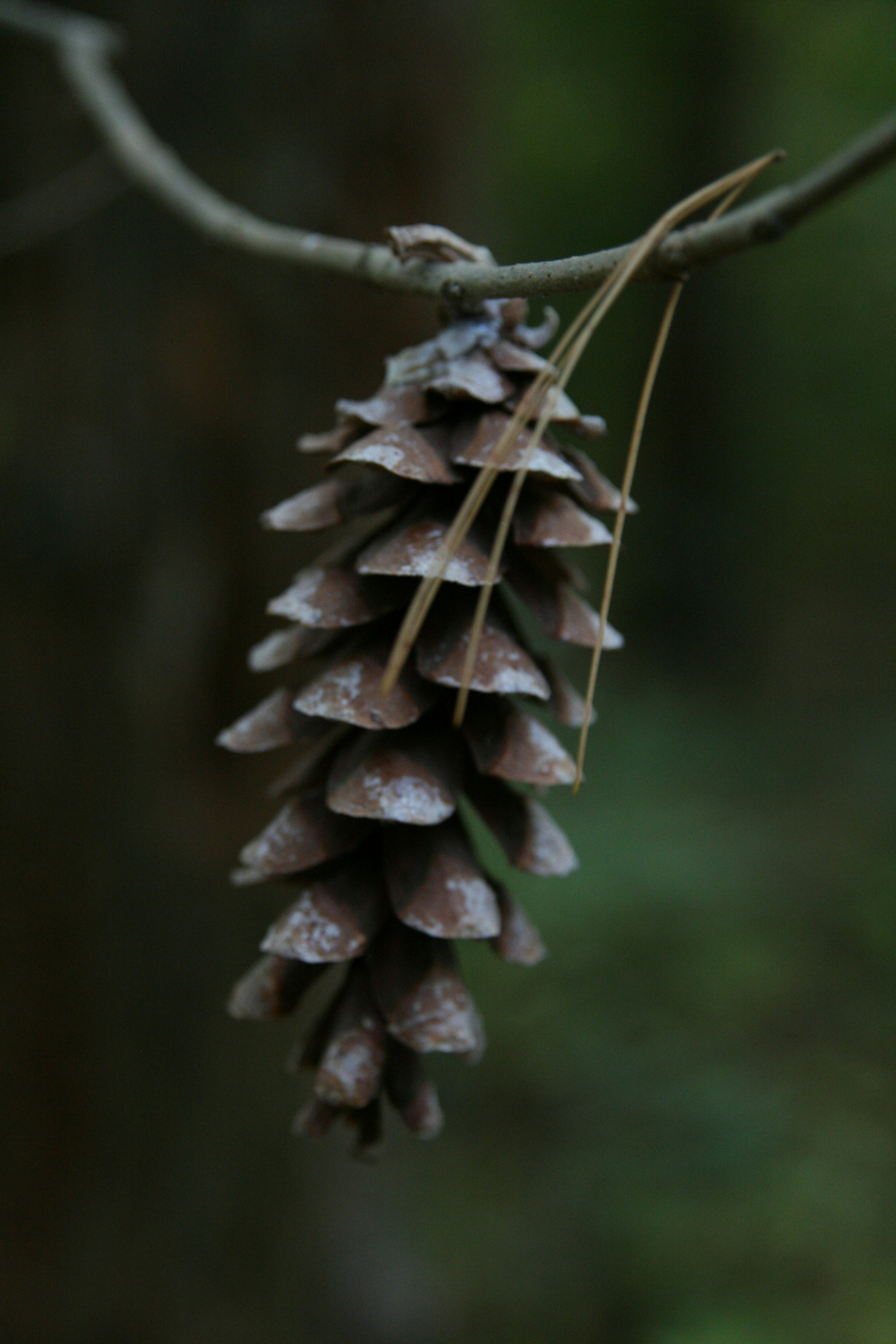Nature's Architectural Marvel: The Pine Cone