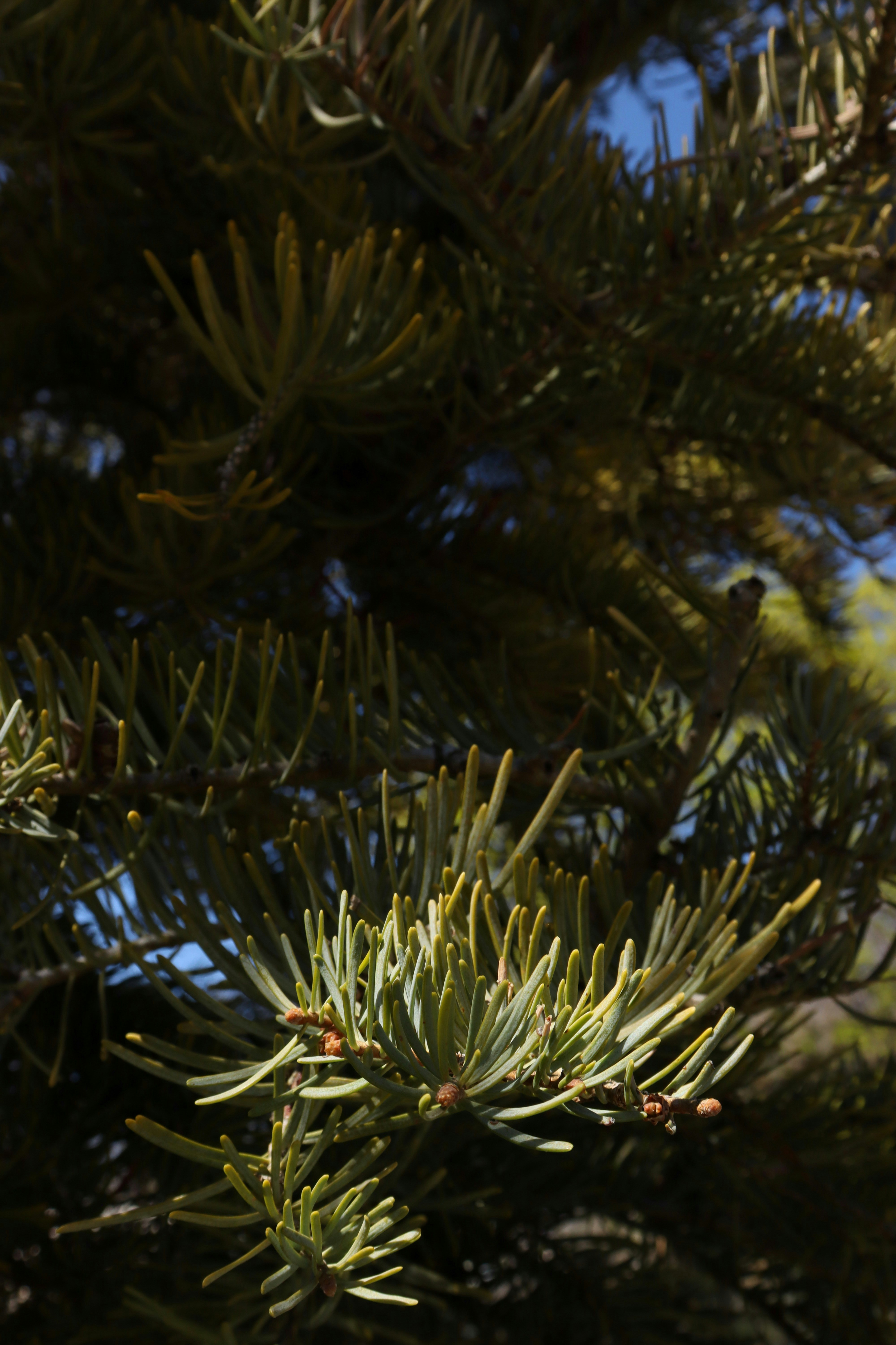 Fir Tree Pictures | Download Free Images on Unsplash