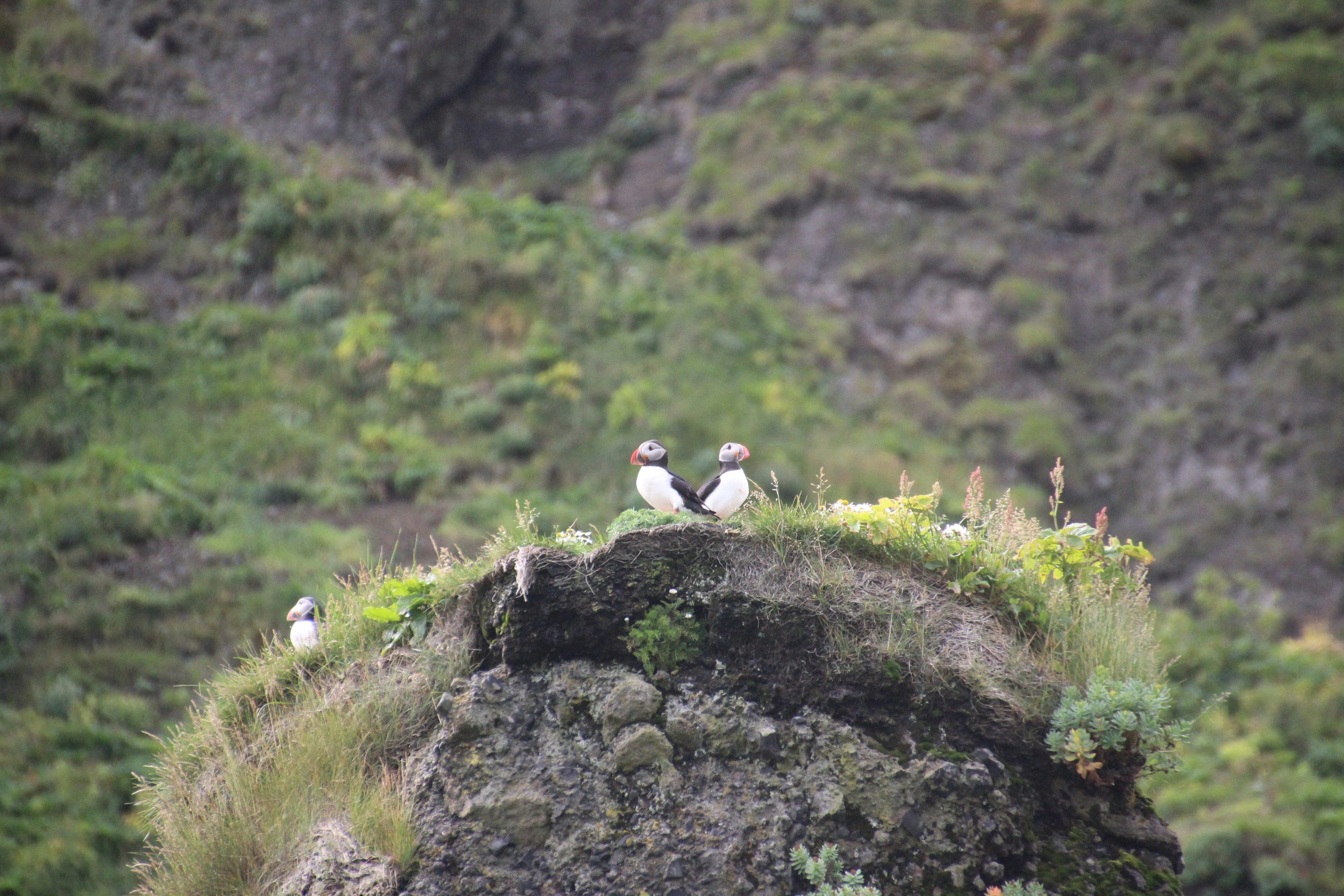 Two Puffins Perched on a Mossy Cliff Edge