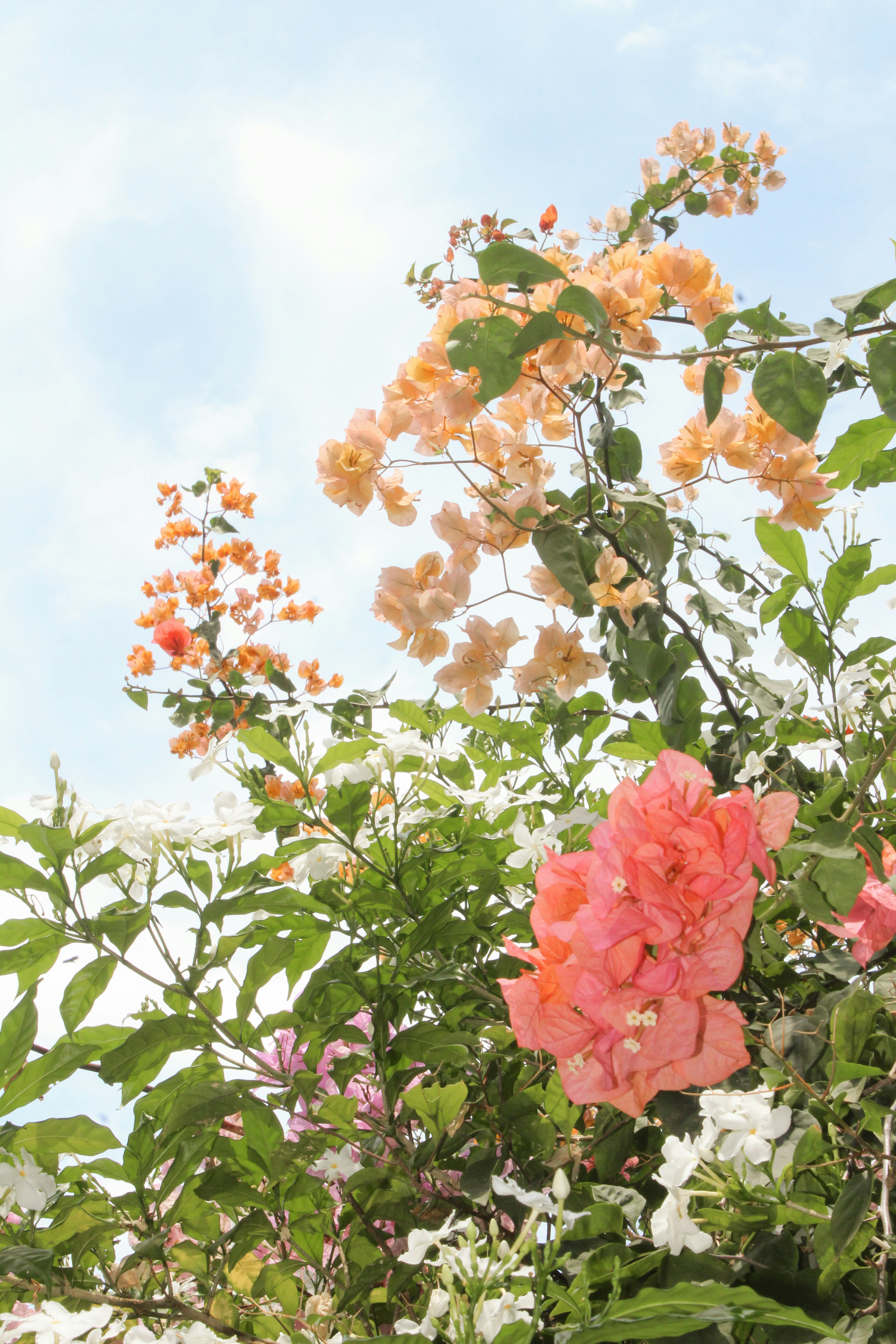 Sunlit Bougainvillea Cascade Framing a Bright Sky