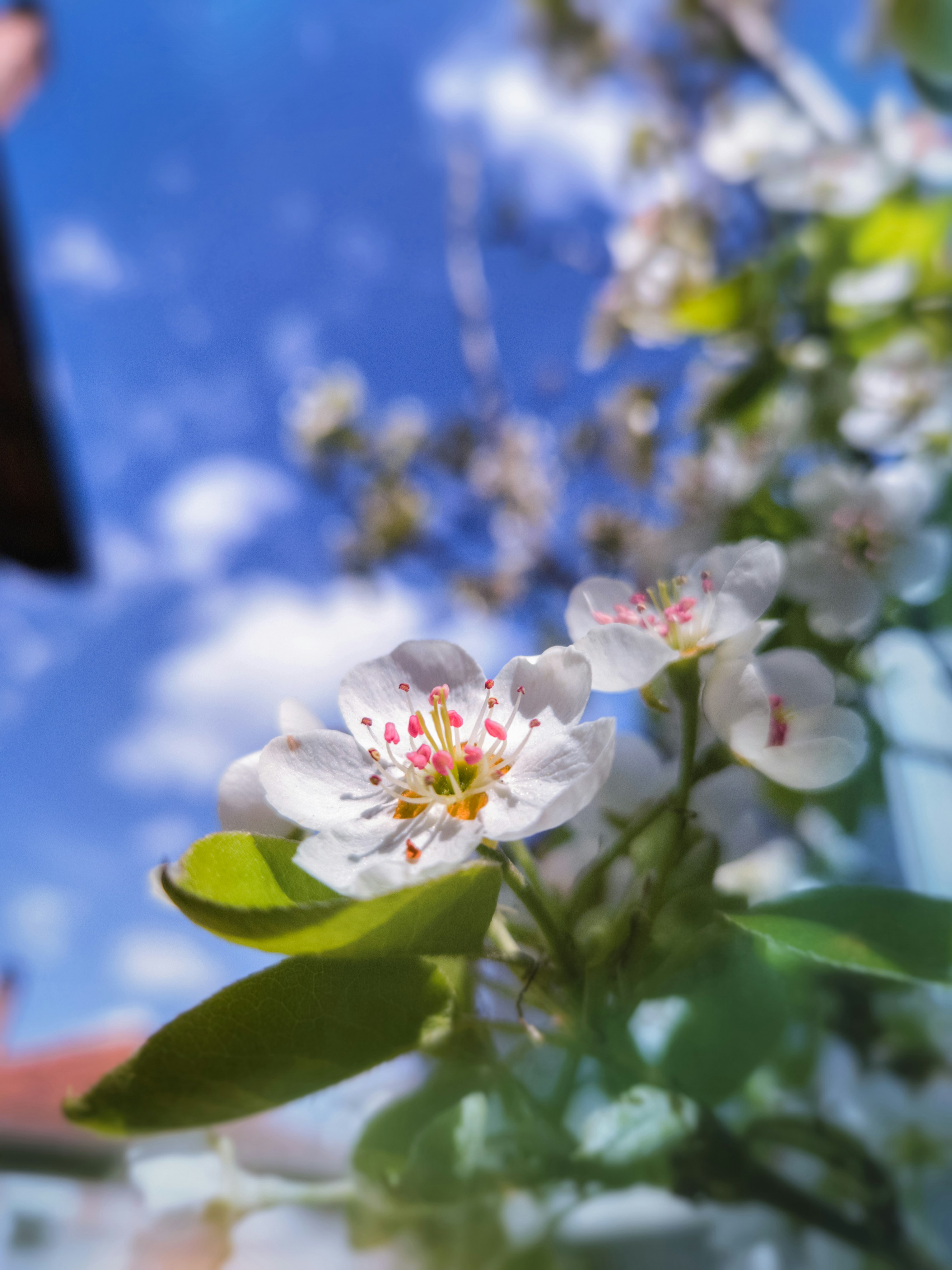 Apple Blossom in Focus: White Petals with Pink Stamens Against a Sky-Blue Backdrop