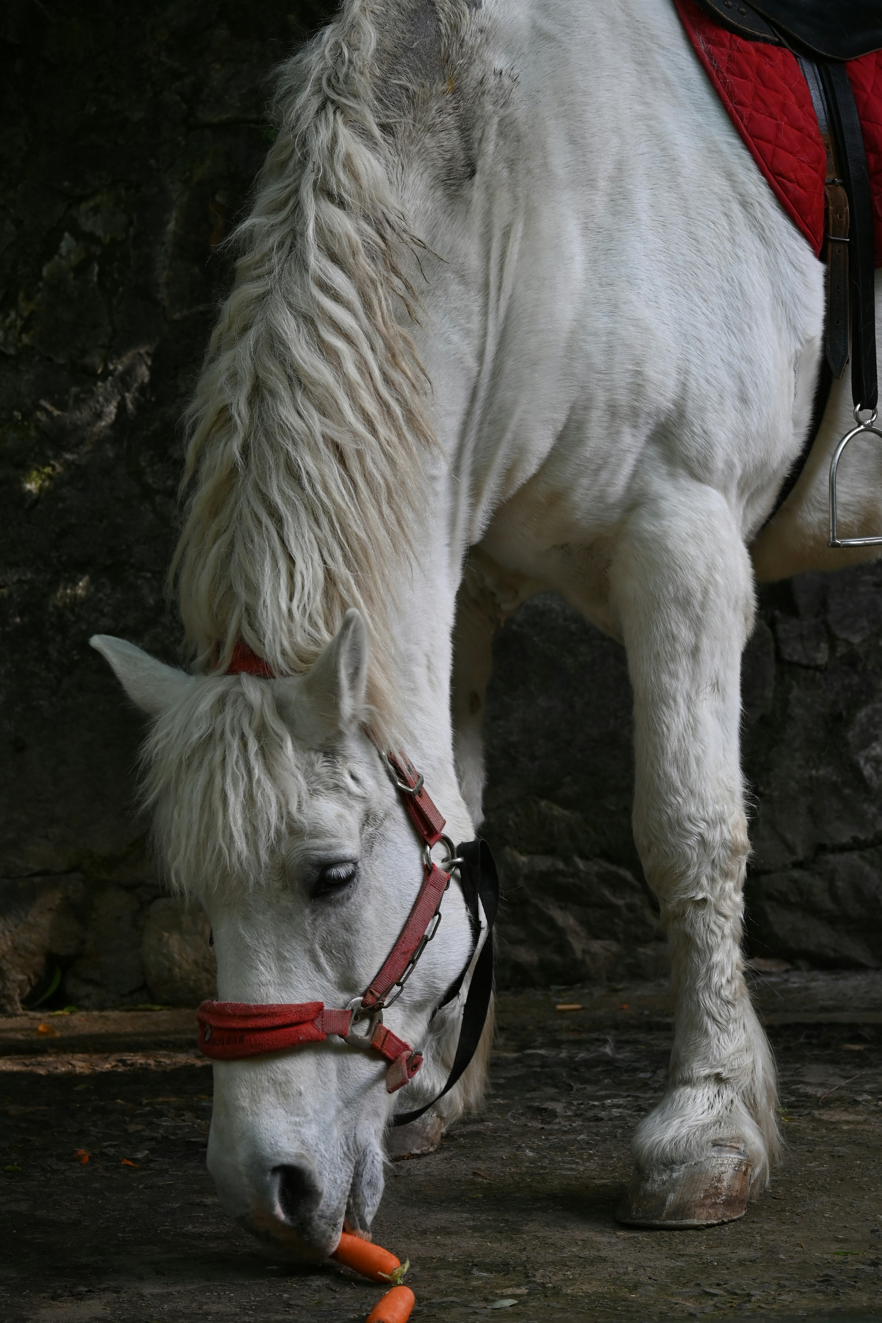 Nibble at Ground: A White Mare in Quiet Focus
