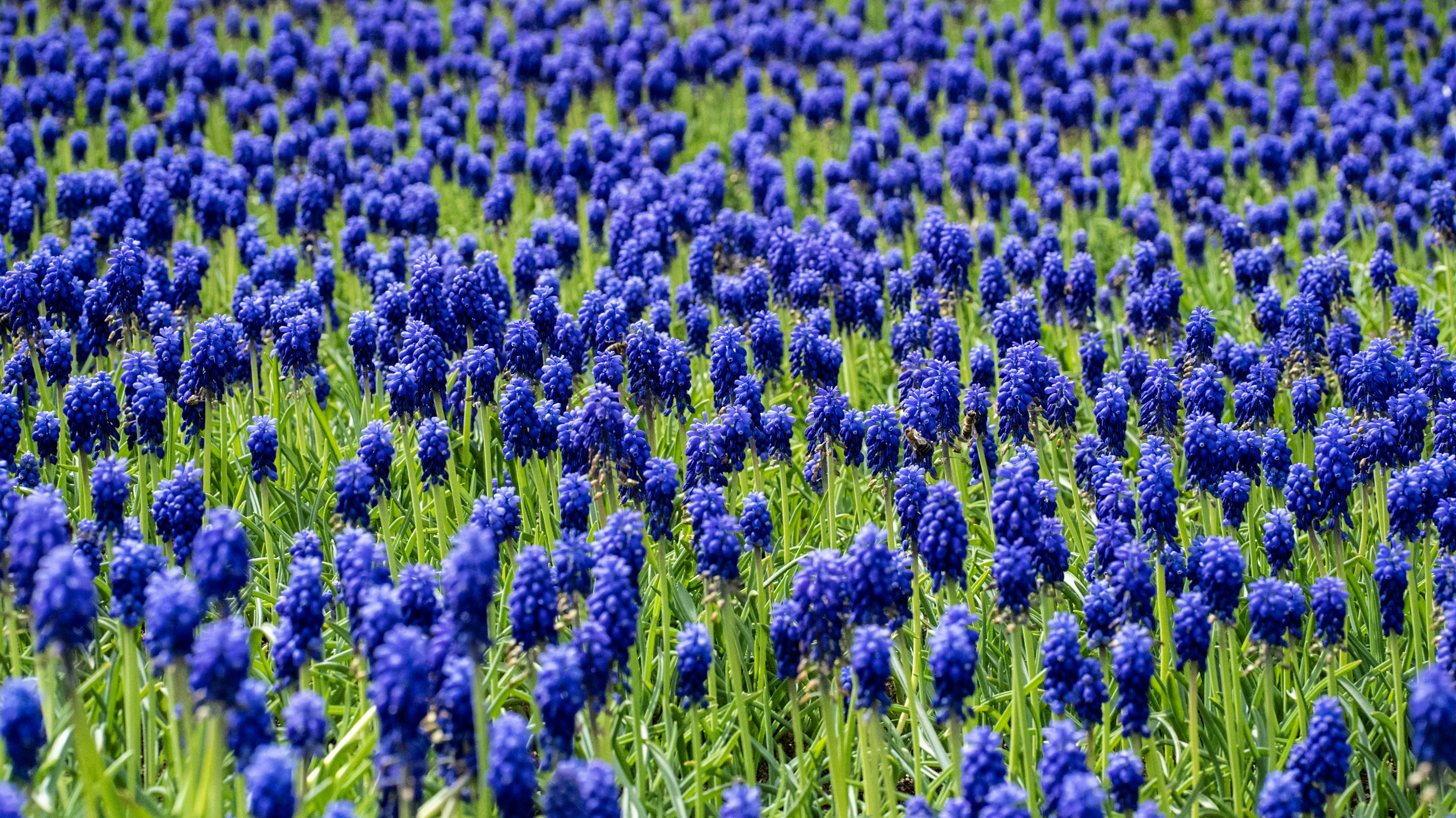 Field of blue muscari flowers blooming in spring. photo – Free Spring ...