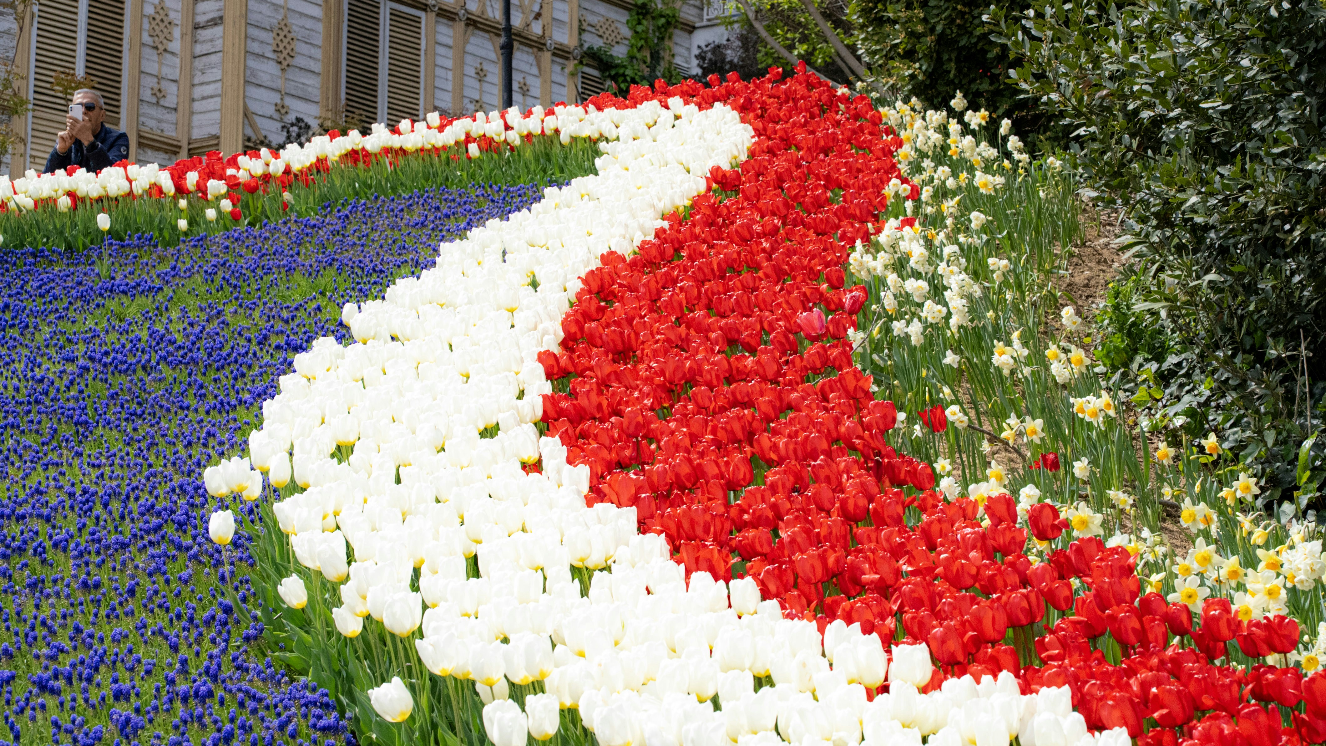 Diagonal Tide of Tulips: A Lively Border in Bloom