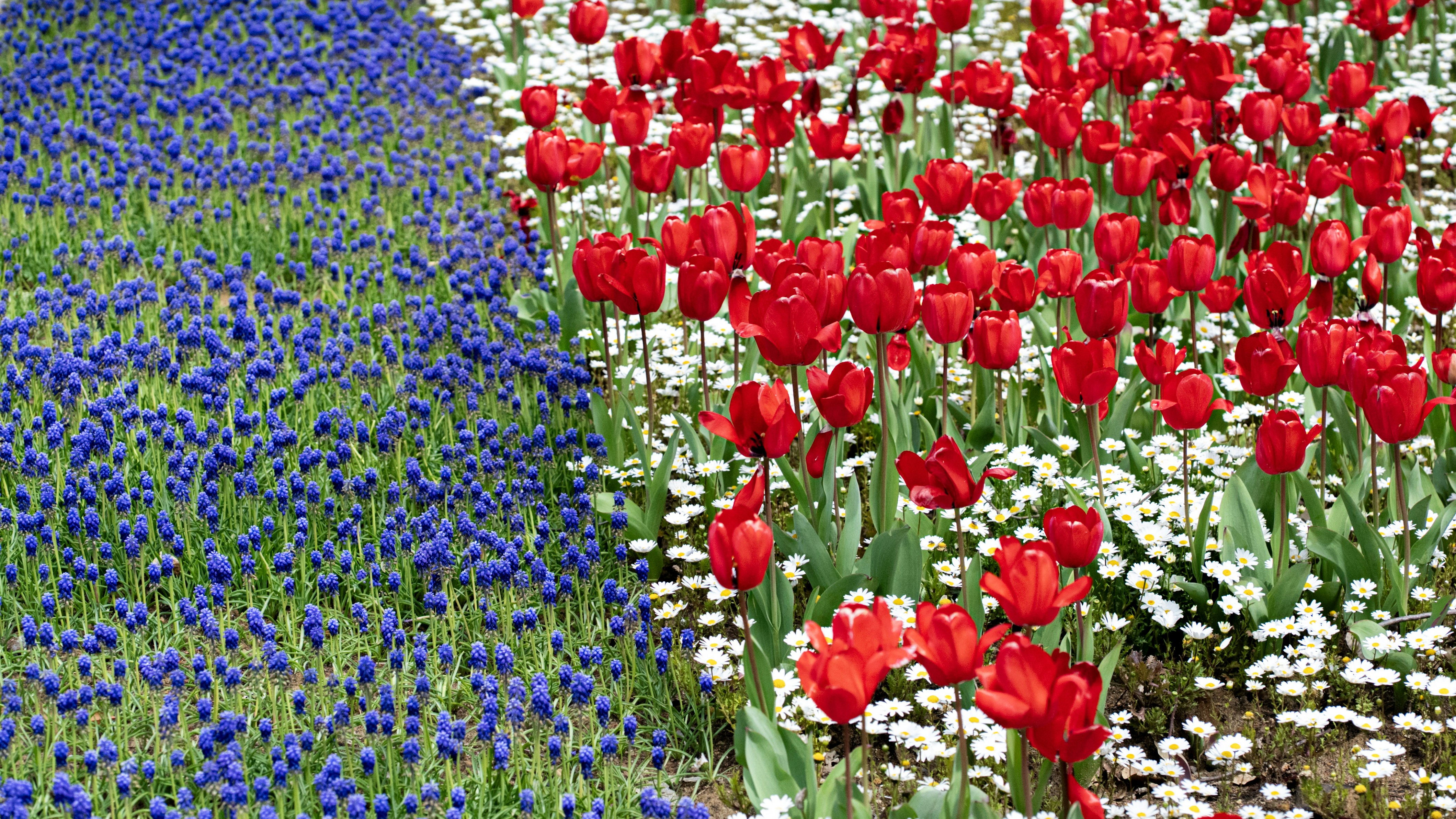 A Woven Border: Red Tulips Meet Blue Hyacinths Along a Flowered Verge
