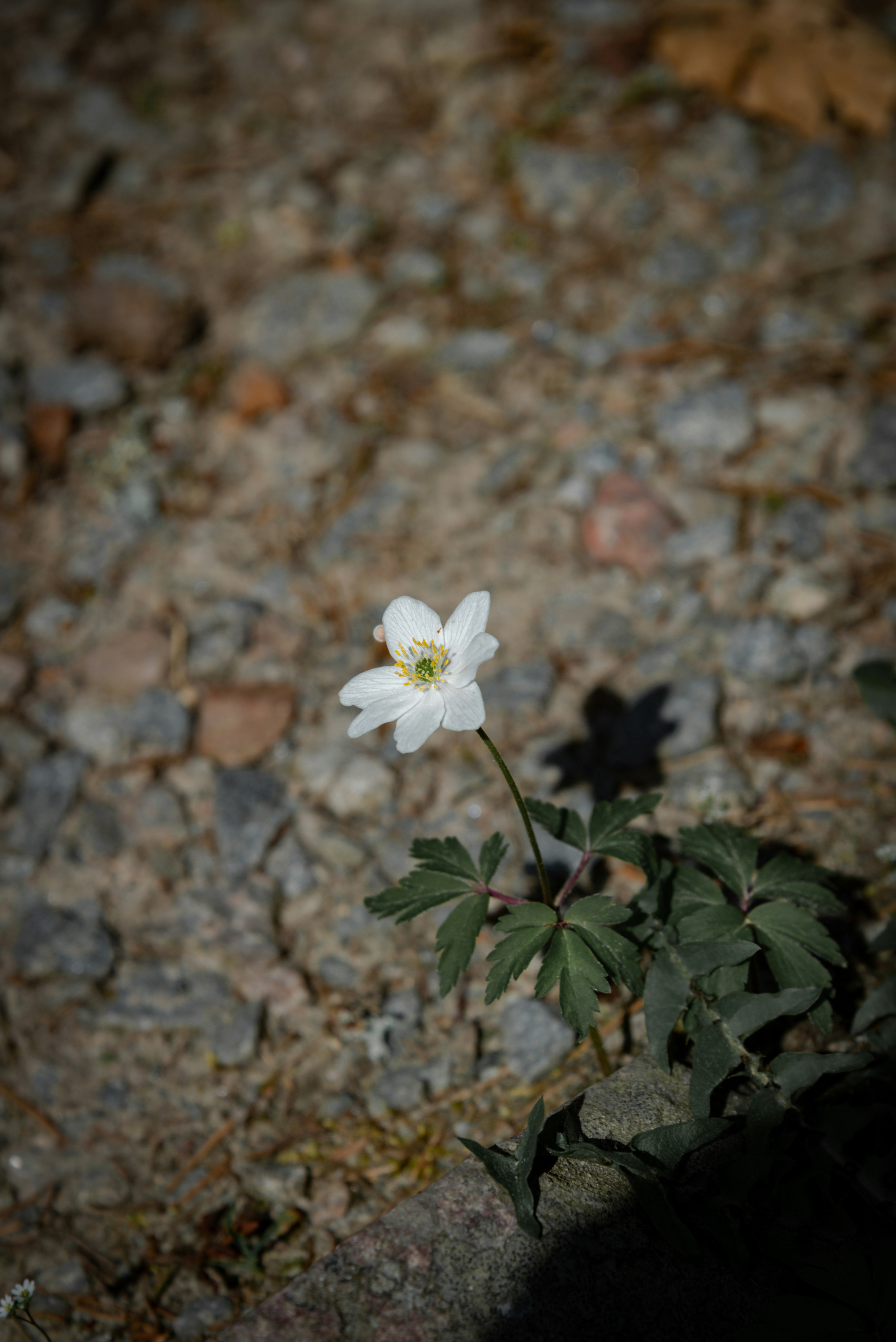 Lone White Anemone Reaching Through a Gravel Patch