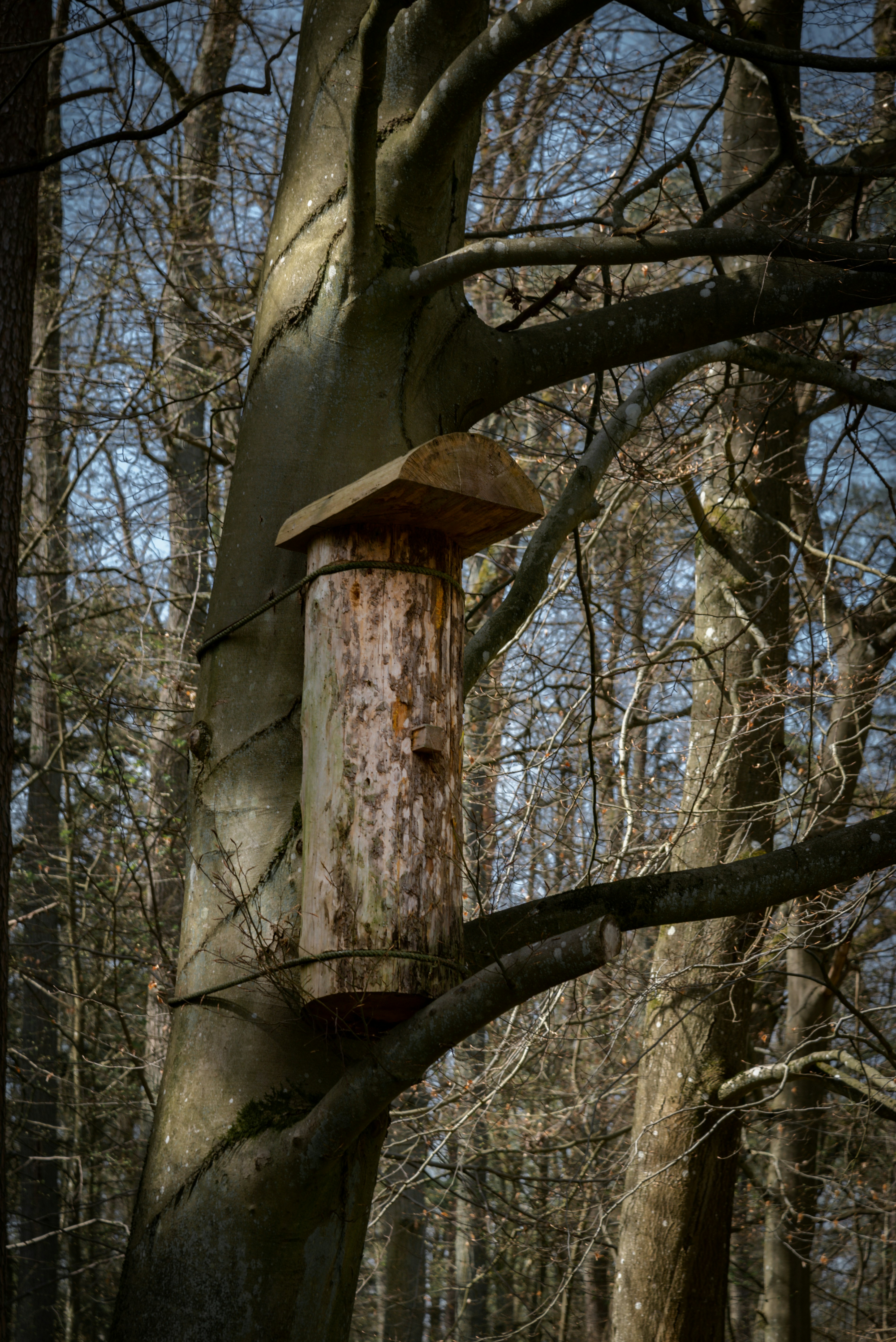 Tree-ward Altar: A Wooden Birdhouse Adrift on the Trunk