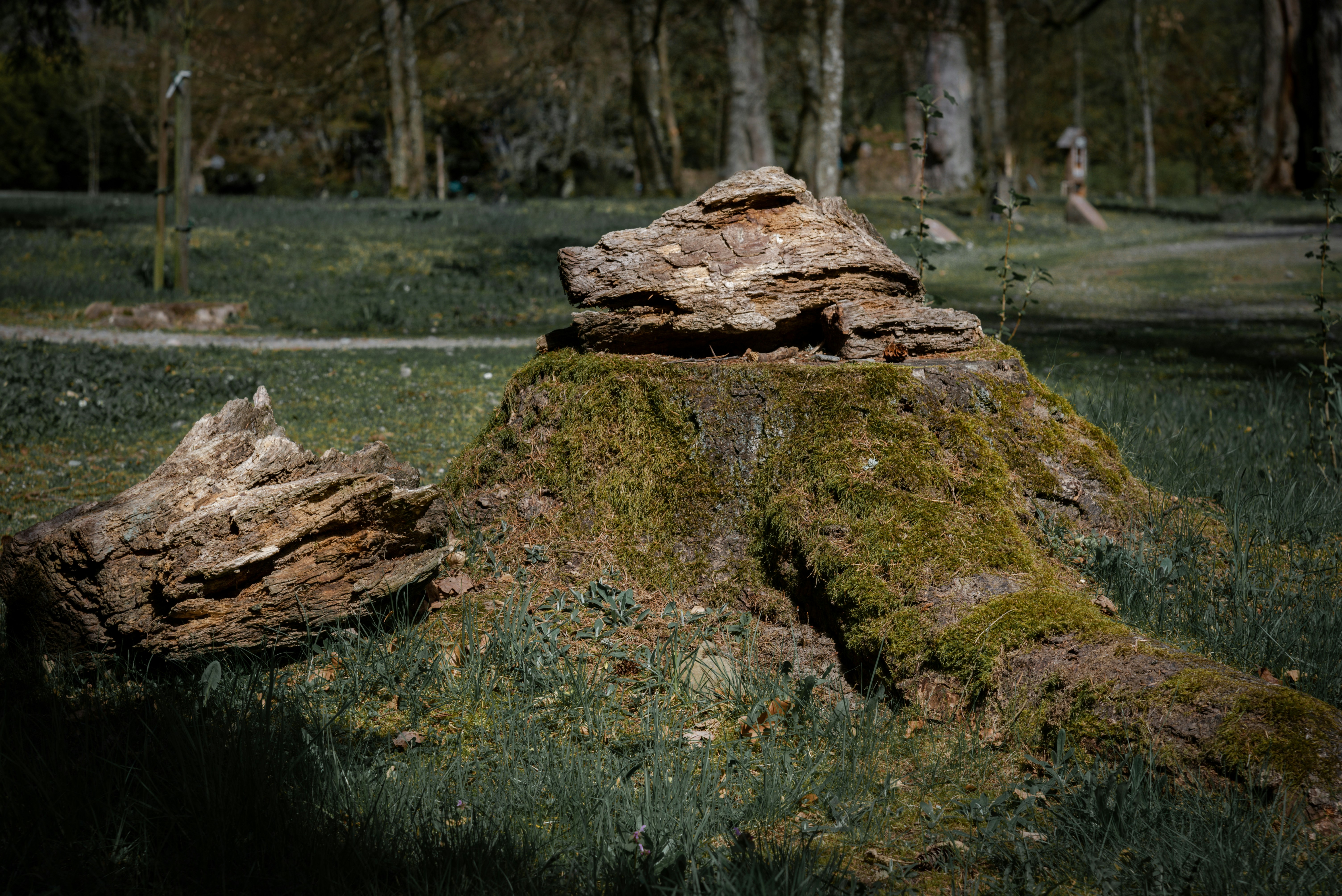 Tree stump with rocks on top, in a green space. photo – Free Forest ...