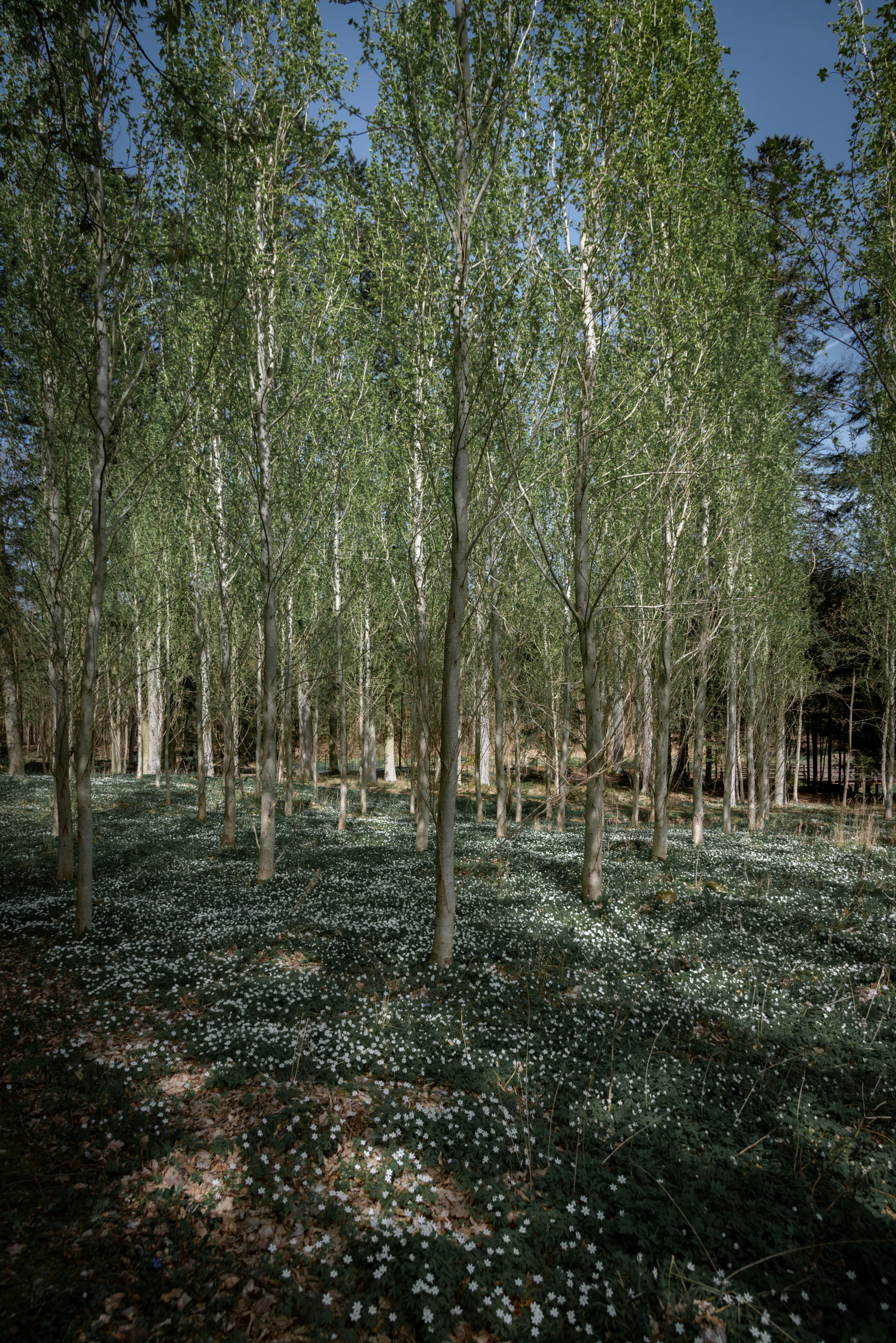 Poplar Grove in Bloom: Forest Floor Carpeted with White Petals
