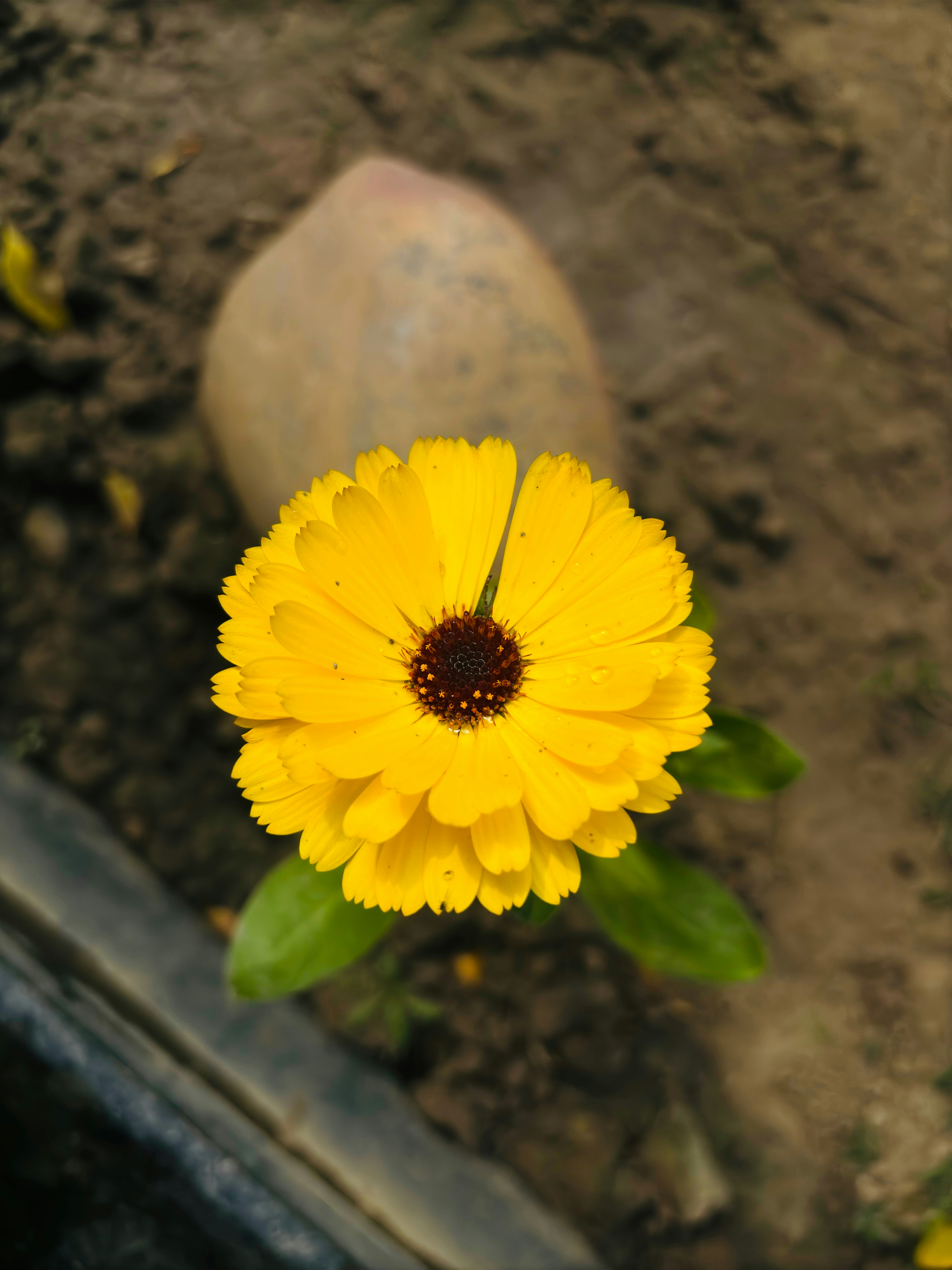 Calendula in Focus: Sunlit Bloom Against Earth Tones