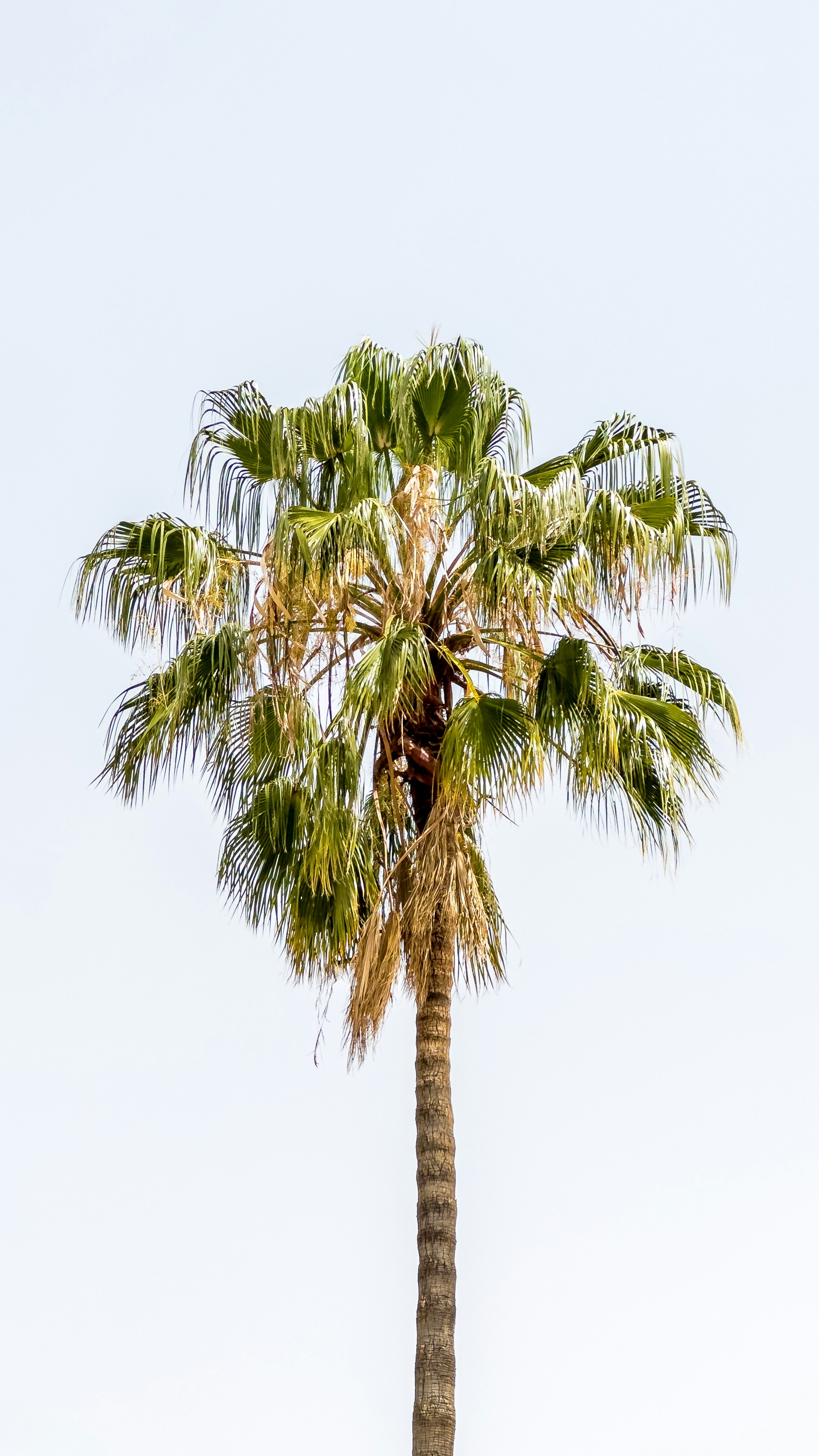 A palm tree stands alone against the white sky. photo – Free Plant ...