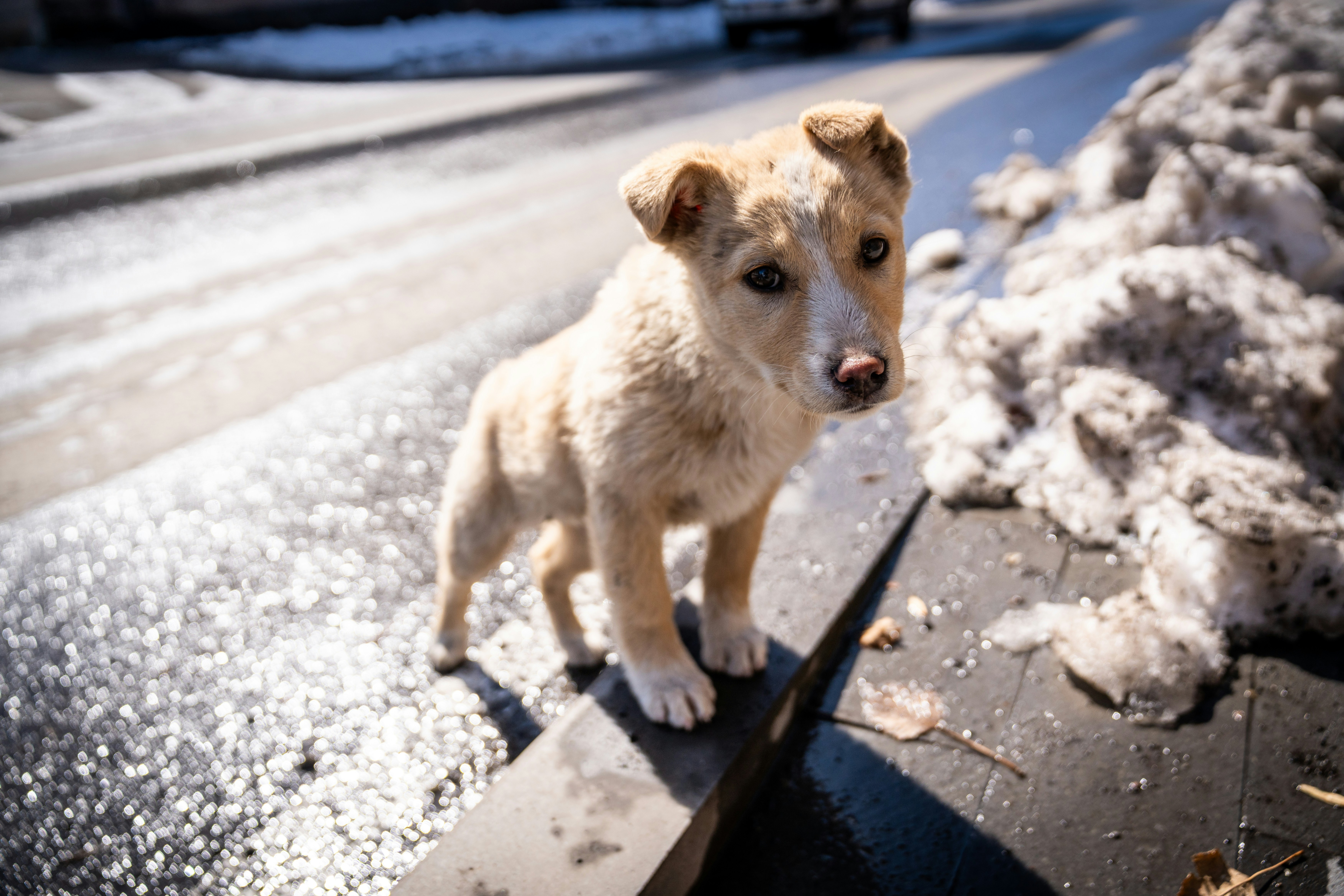 Urban Resilience: The Stray Pup's Journey