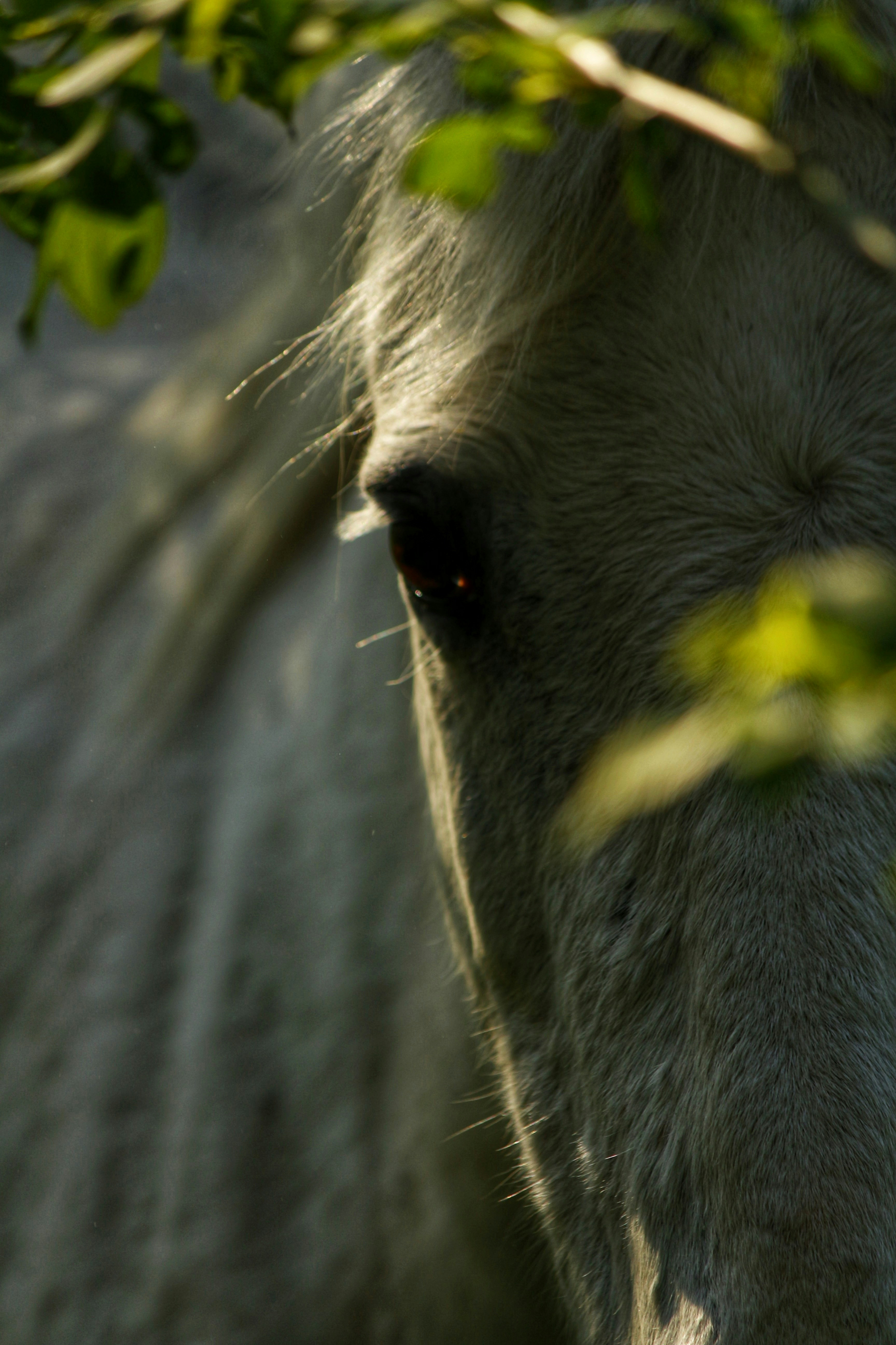 Veiled Gaze: Close-Up of a Horse's Eye in Dappled Light