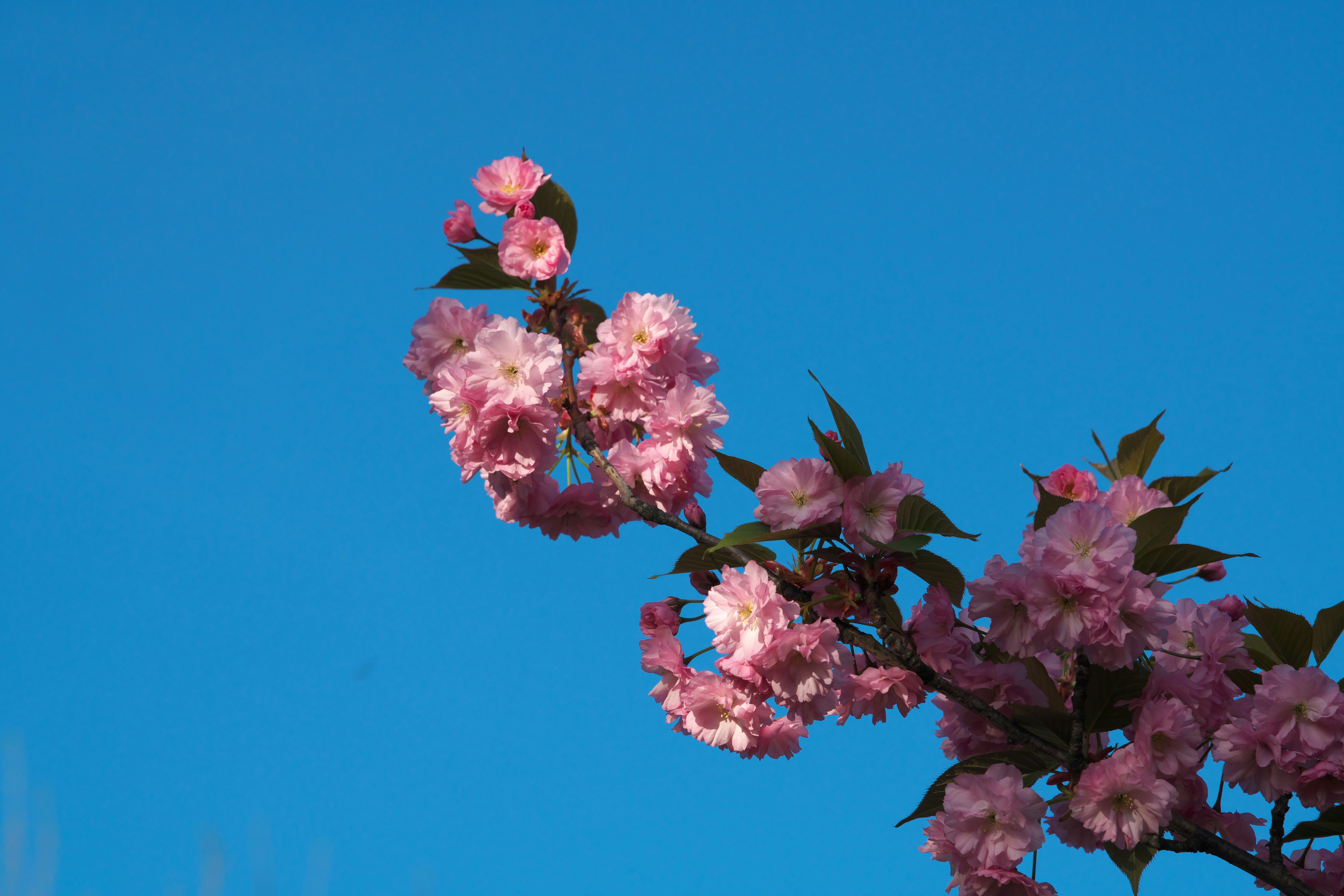 Pink cherry blossoms stretching toward a cobalt sky
