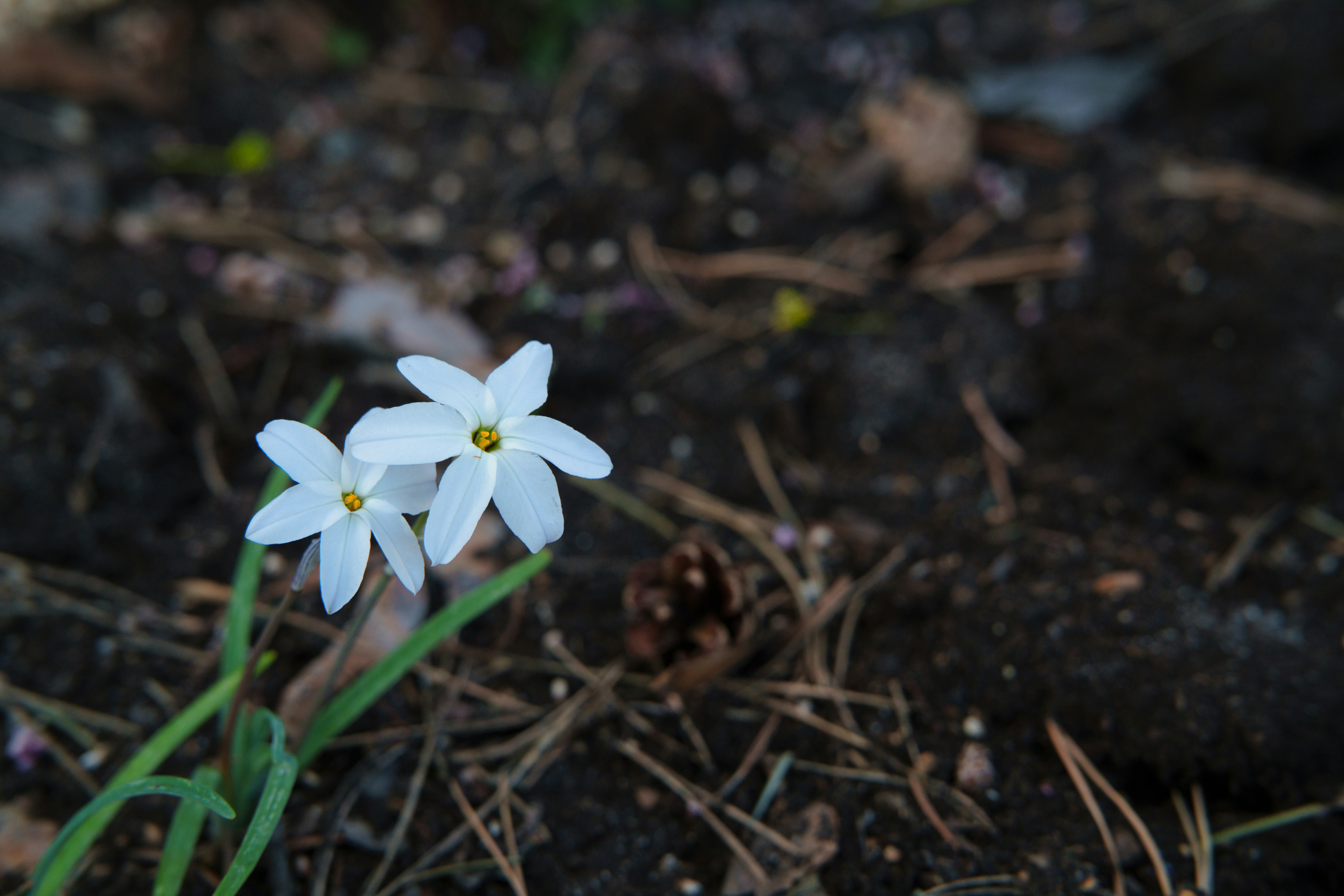 White flowers with yellow centers emerging from rich, dark soil, surrounded by pine needles and natural debris.