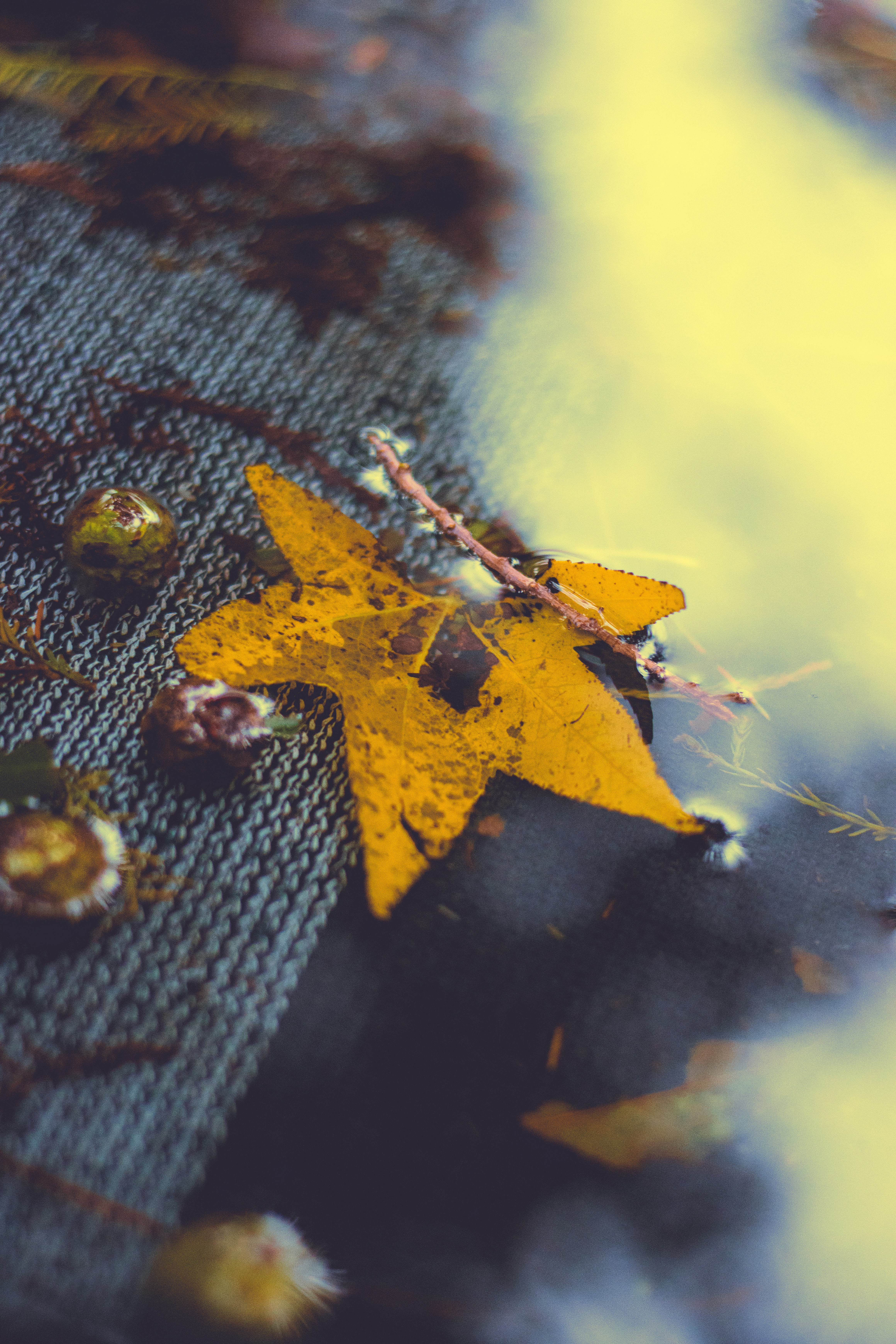 Autumn Gold on Denim: A Quiet Moment Between Color and Texture