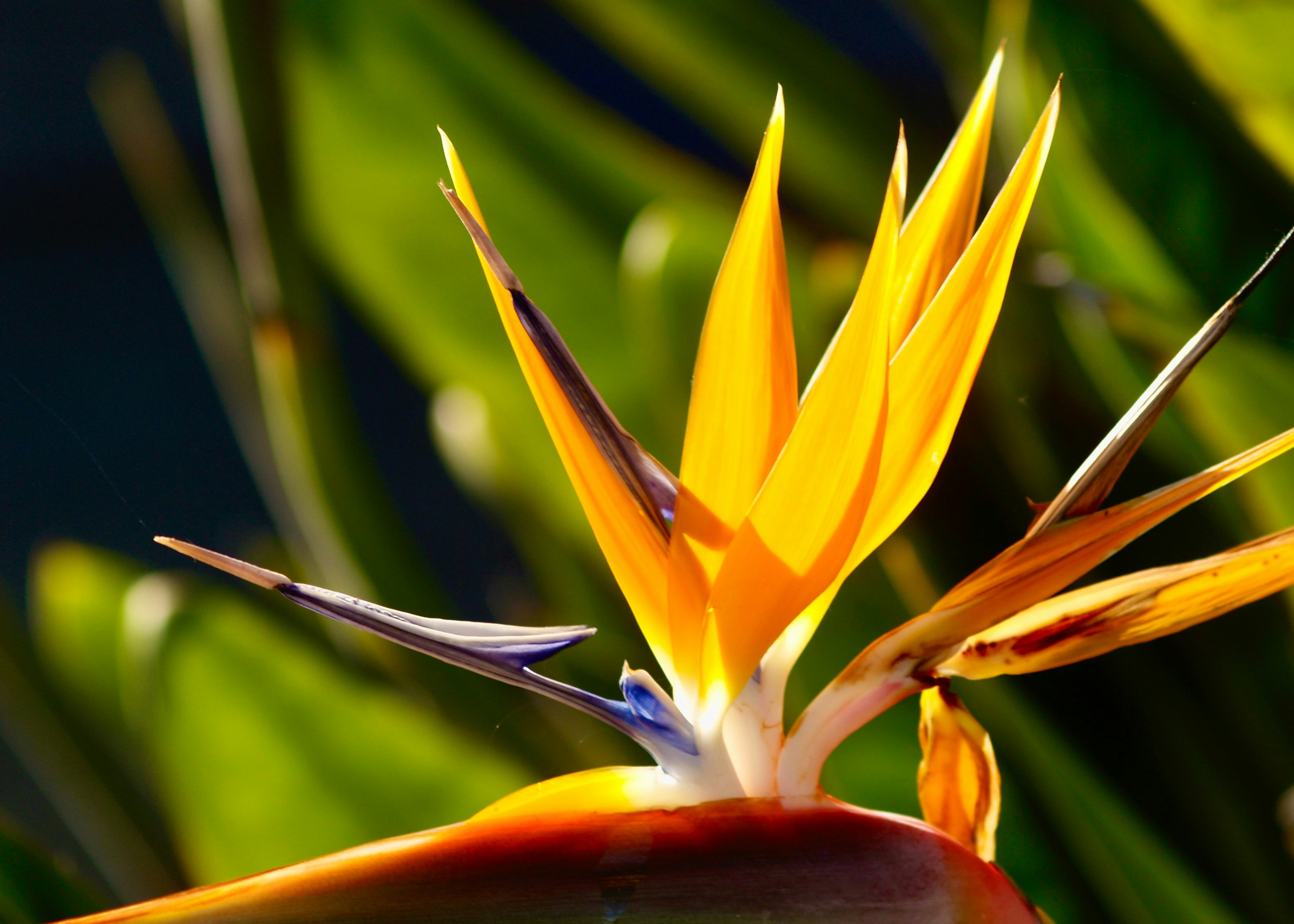 Foto Close-up bunga cendrawasih. – Gambar Bunga Gratis di Unsplash