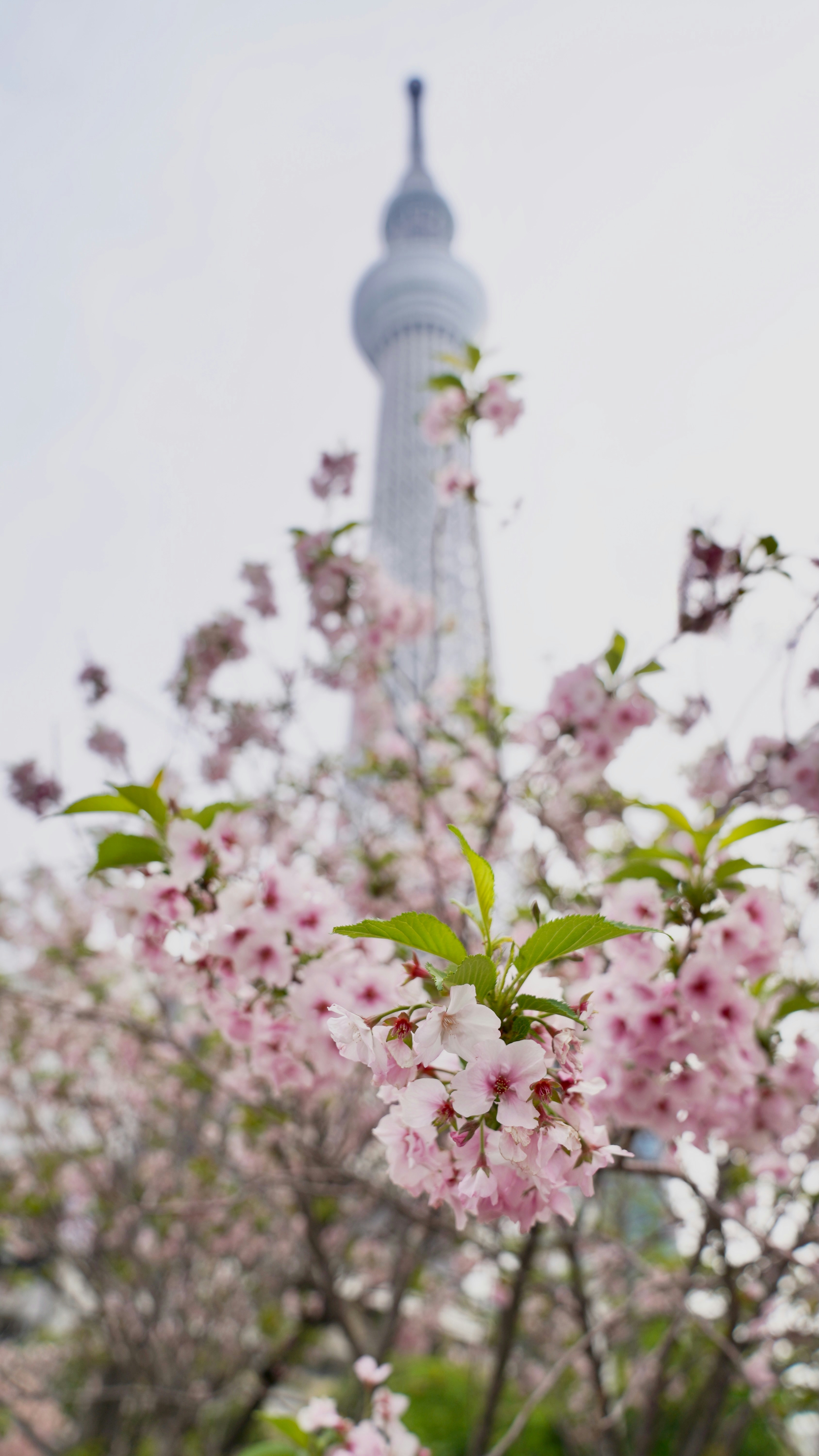 Petal-Threaded Vista: Sakura Framing the Skytree in Soft Focus