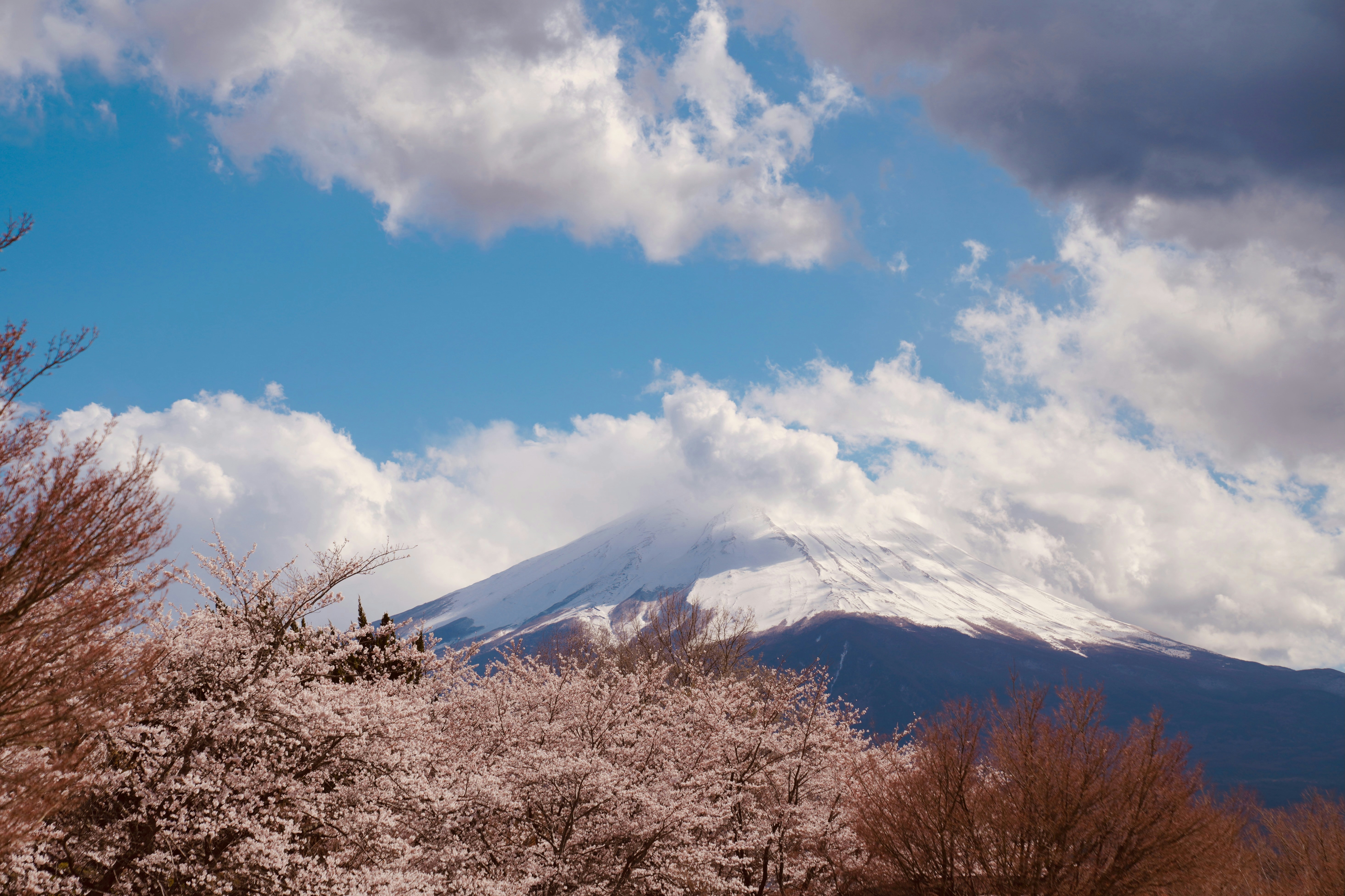 Mount fuji towers above blooming cherry blossoms. photo – Free Flower ...