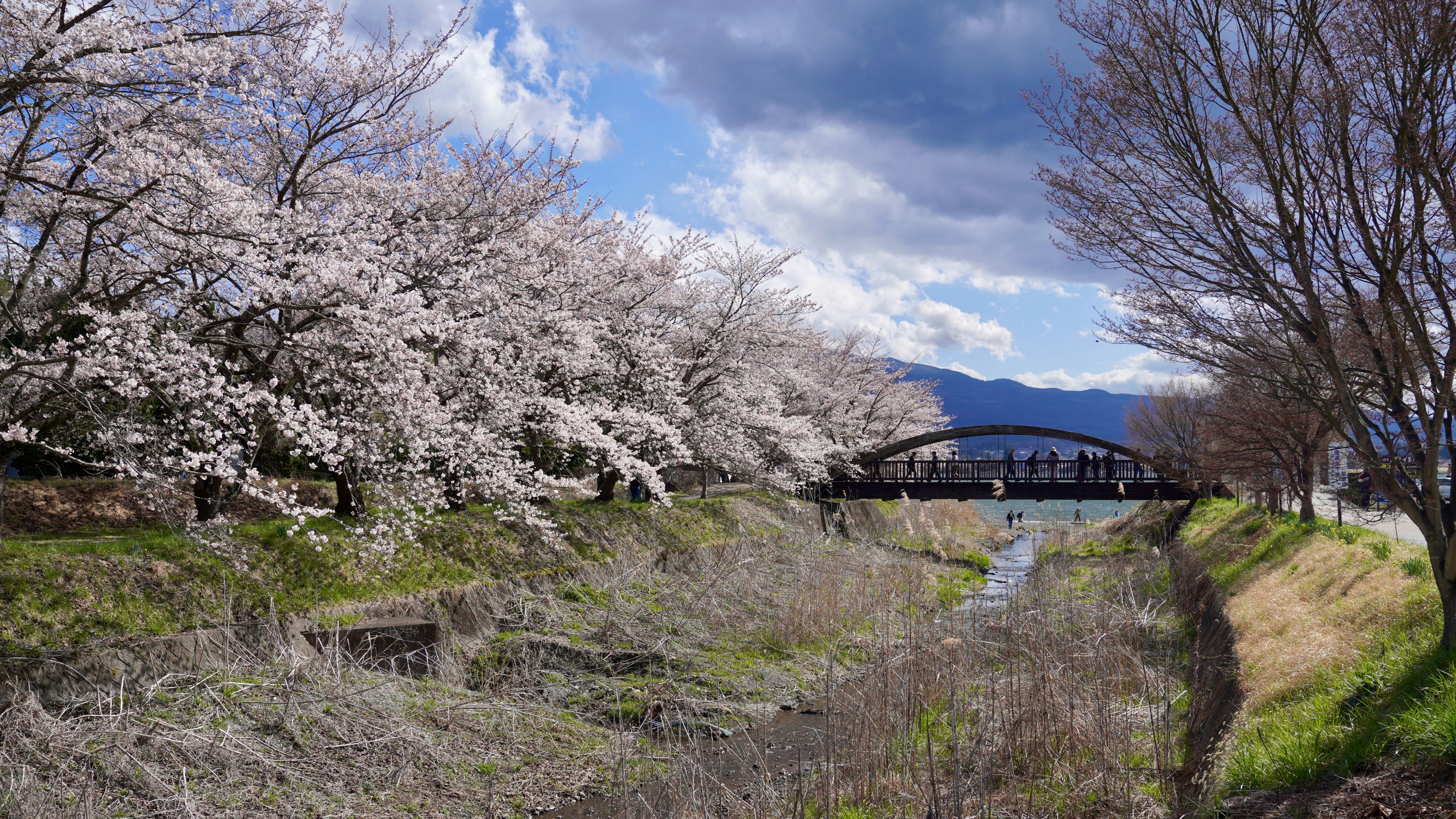 Cherry Blossom Lane Framing a Quiet Canal and Bridge
