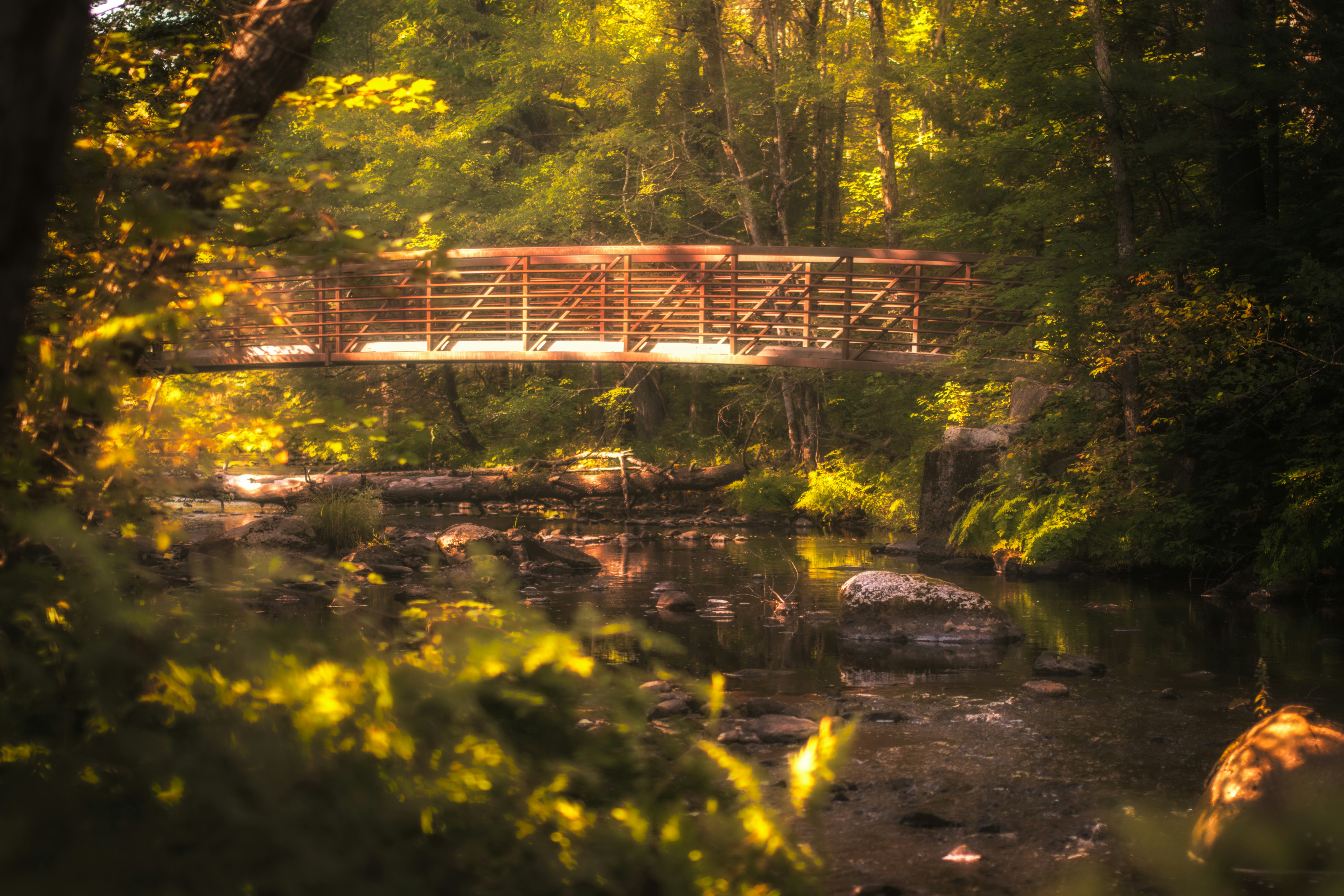 A wooden bridge spans a tranquil forest stream. photo – Free Spring ...