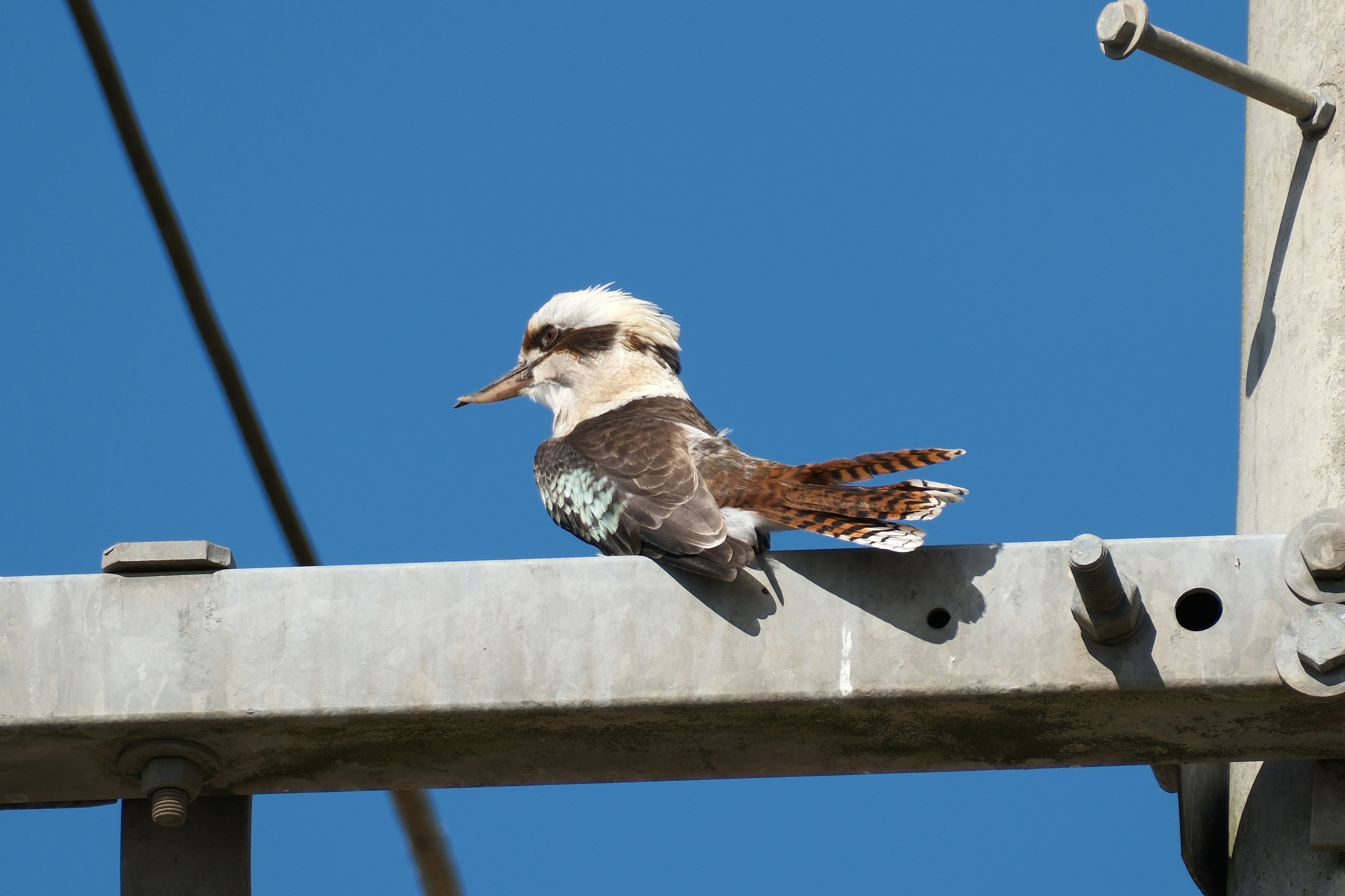 Mid-Top Steel Perch: A Kestrel-like Bird on Urban Beam
