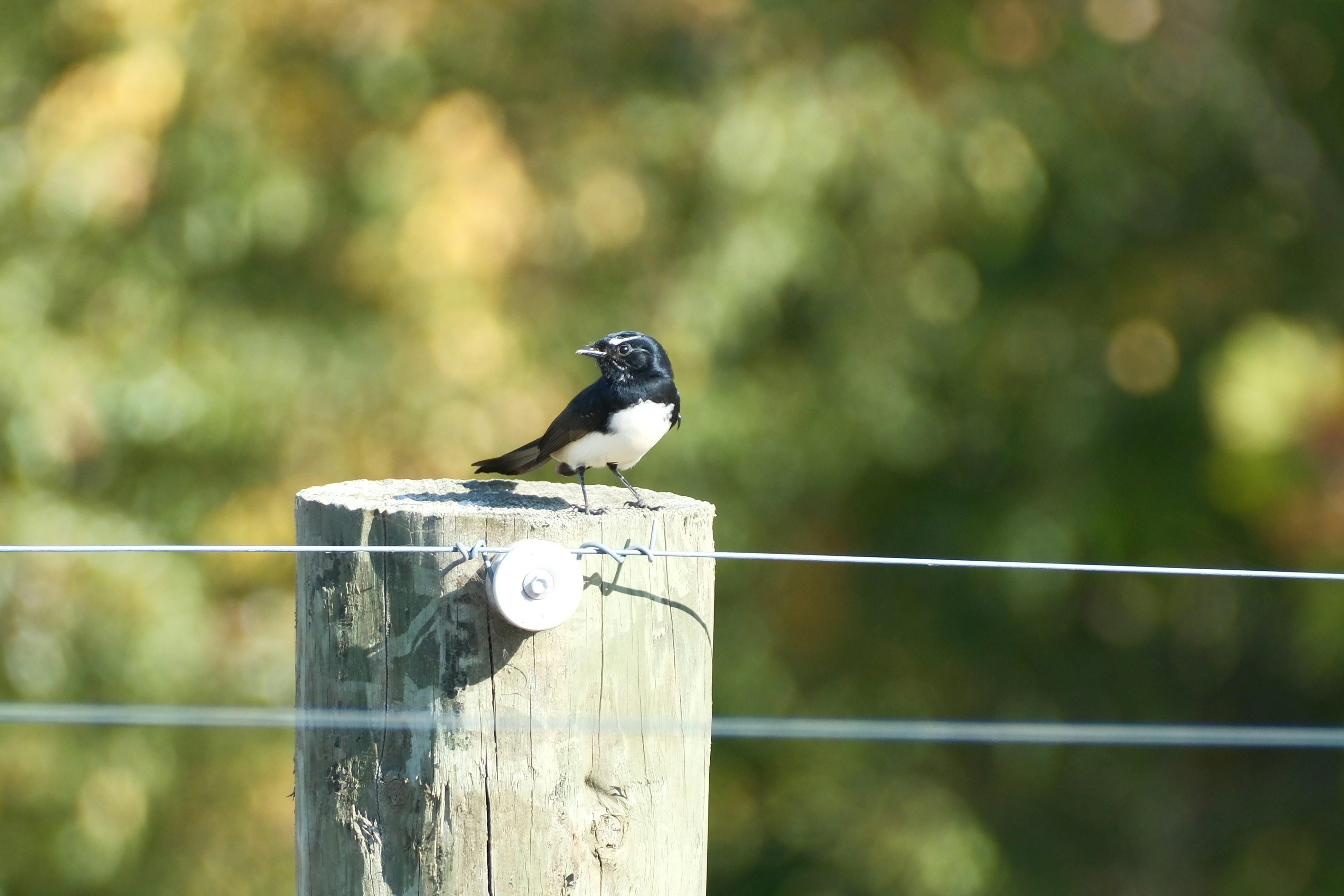 A small bird perches on a wooden post. photo – Free Animal Image on ...