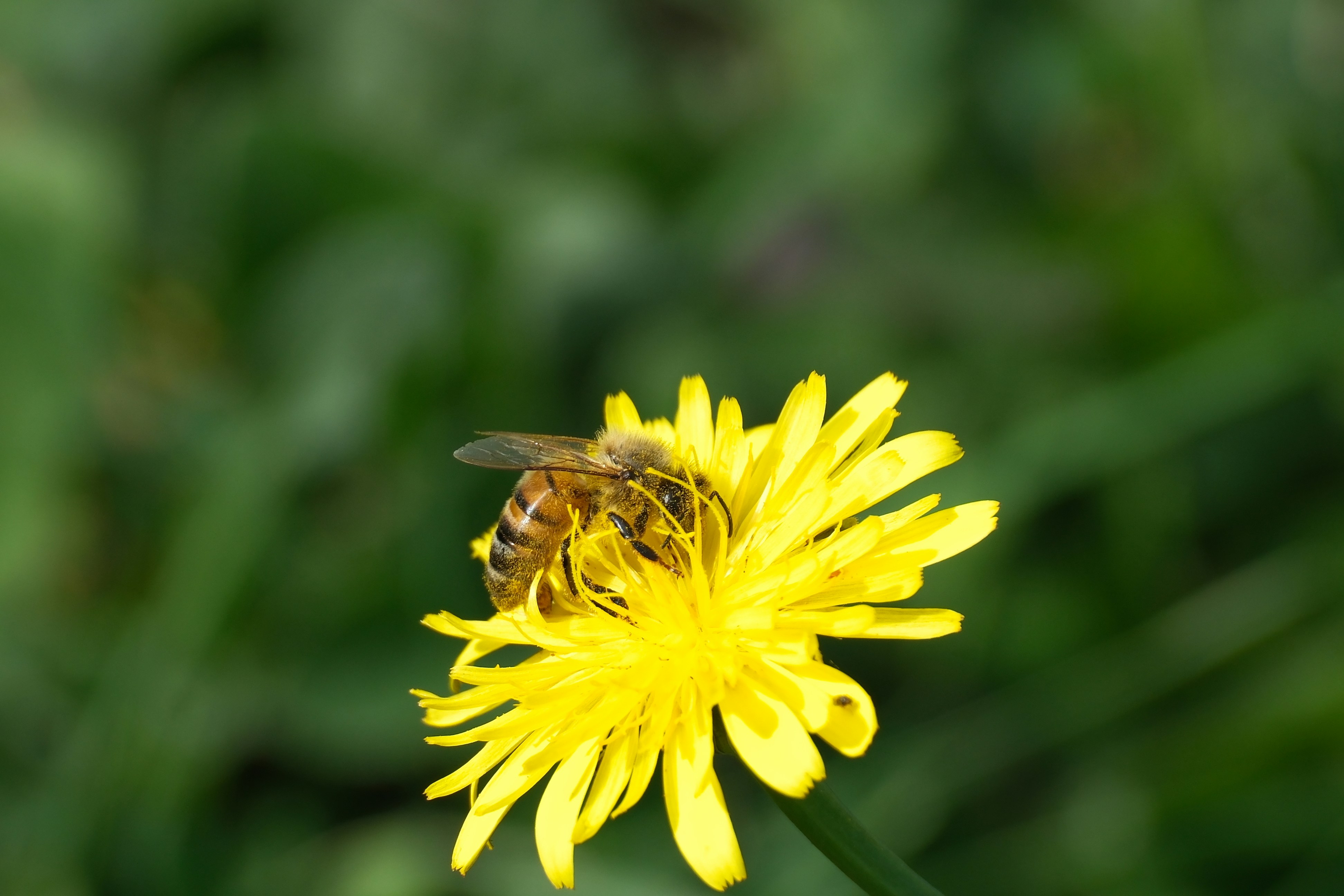 Bright Stamen Rendezvous: A Honeybee on a Sunlit Dandelion Bloom