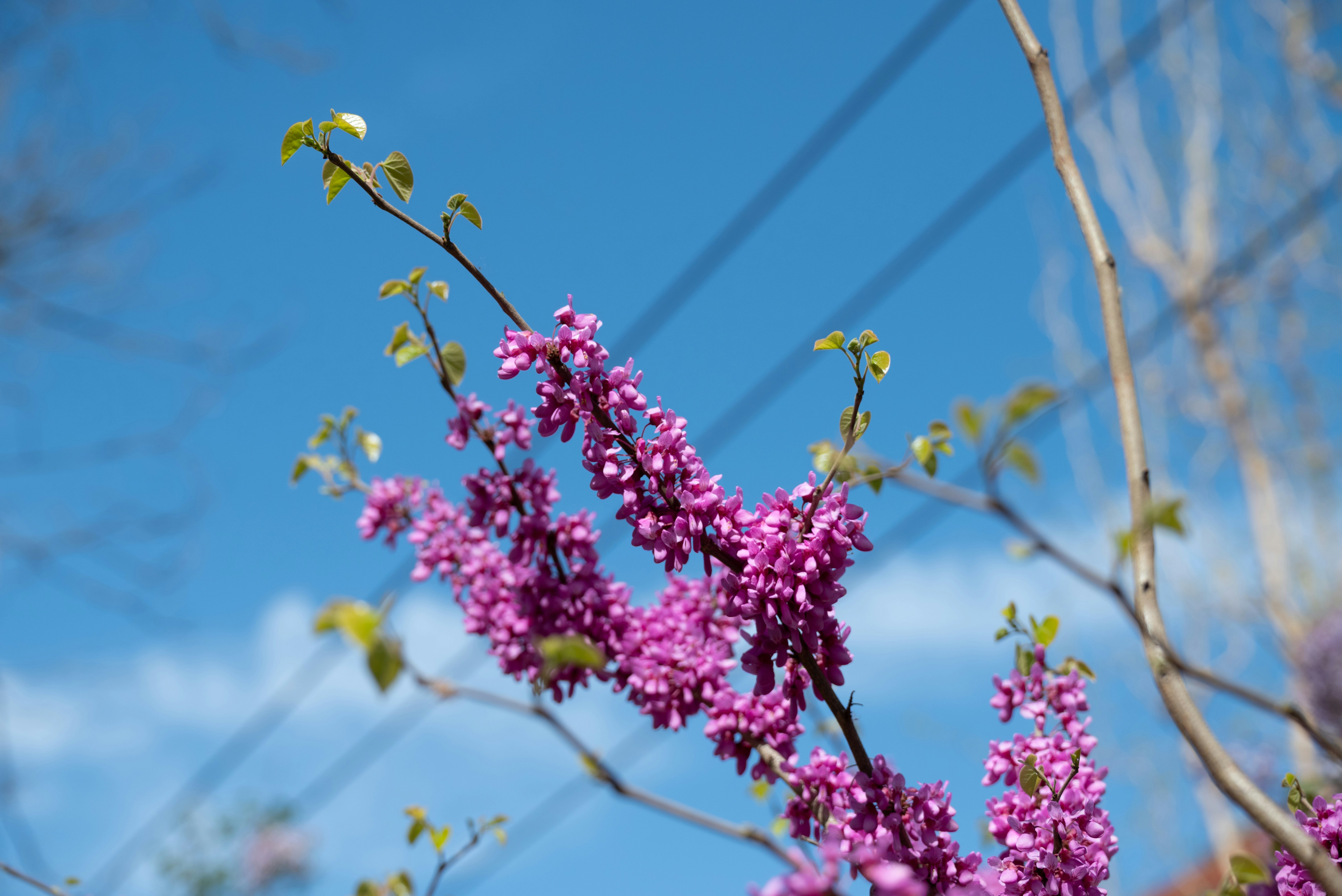 Magenta Spring Catkins Framing a Clear Azure Sky