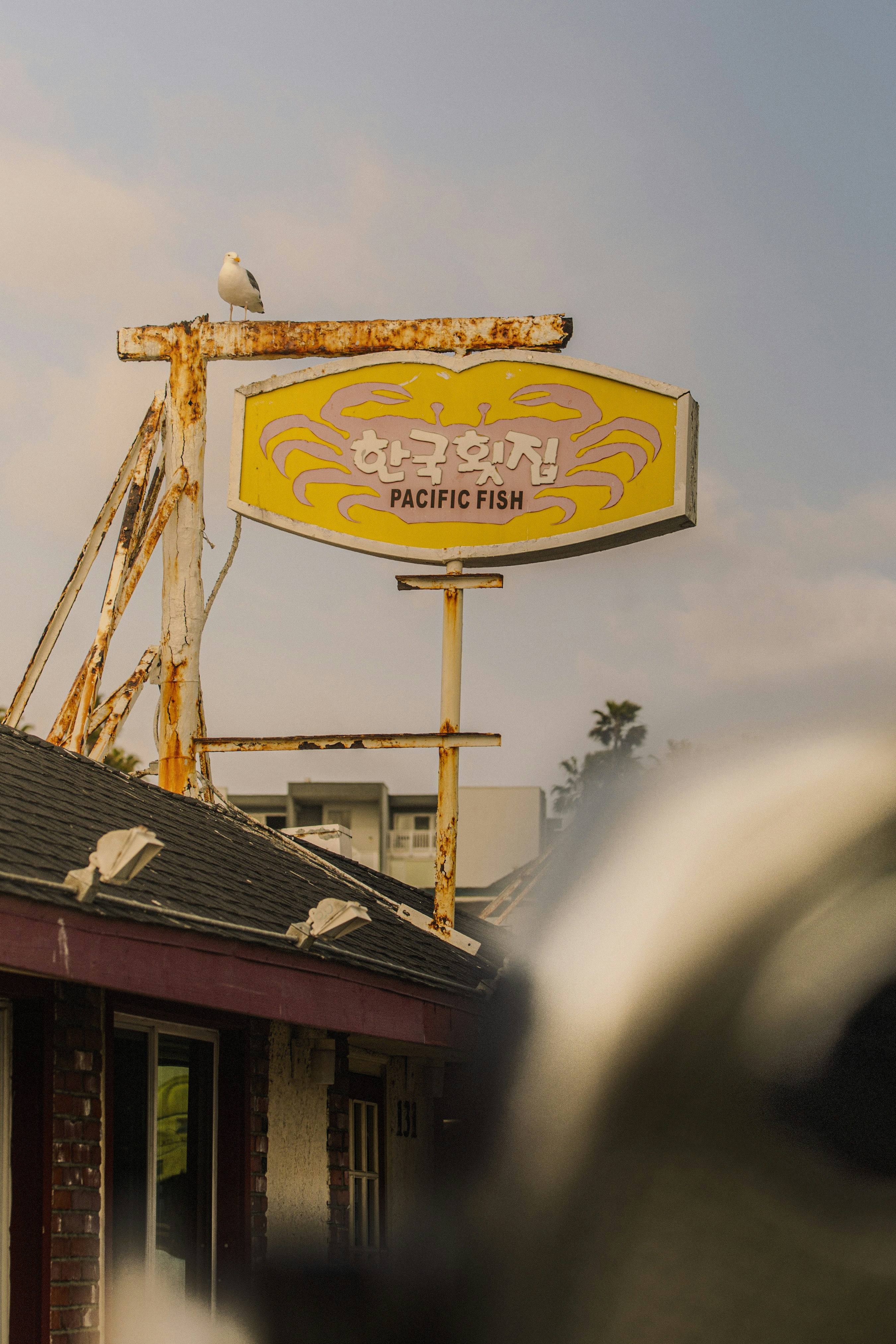 Seagull Sentinel Over a Rusted Pacific Fish Sign