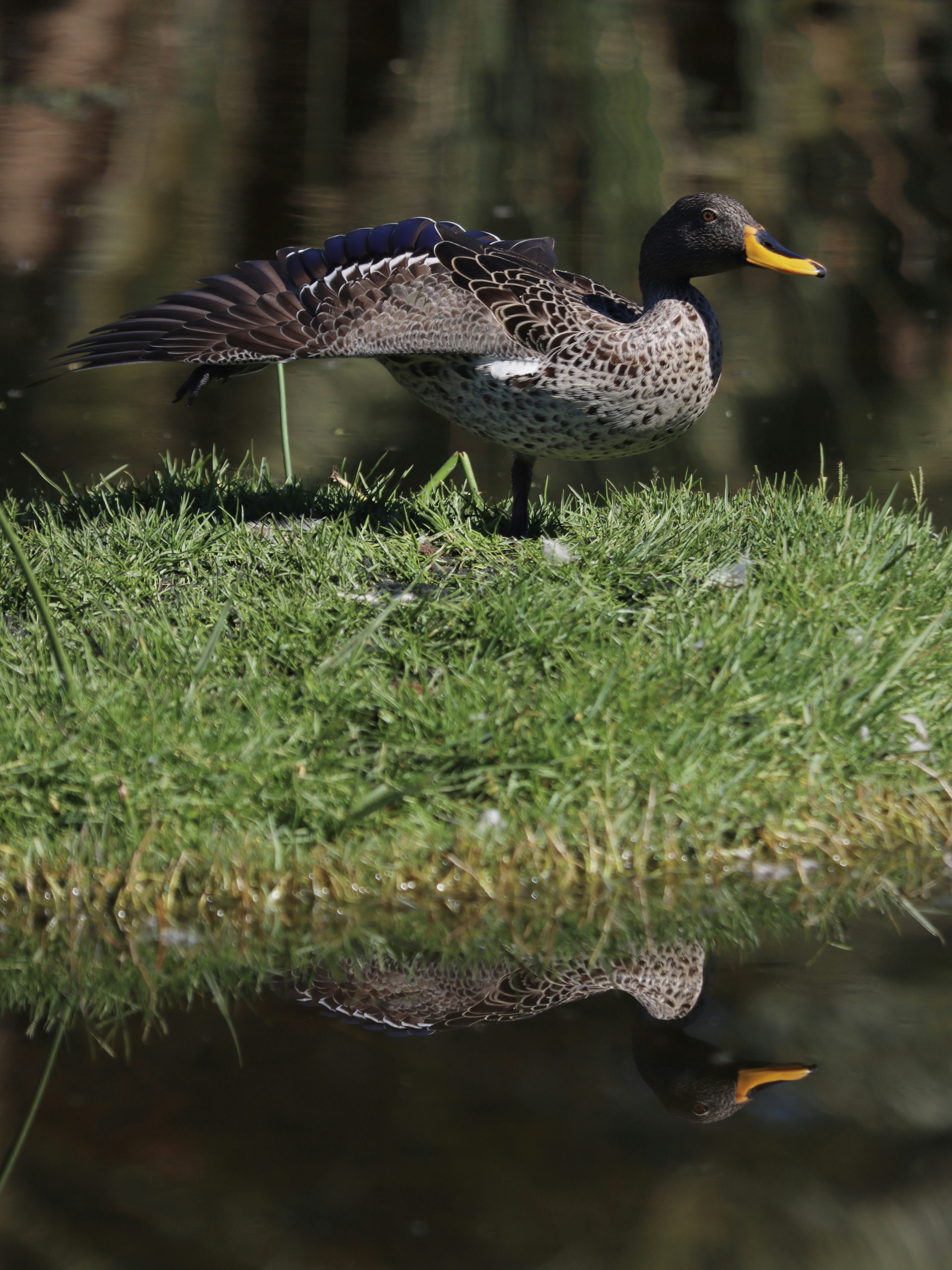 Sunlit Mallard at the Meadow's Edge, Framed by a Clear Reflection