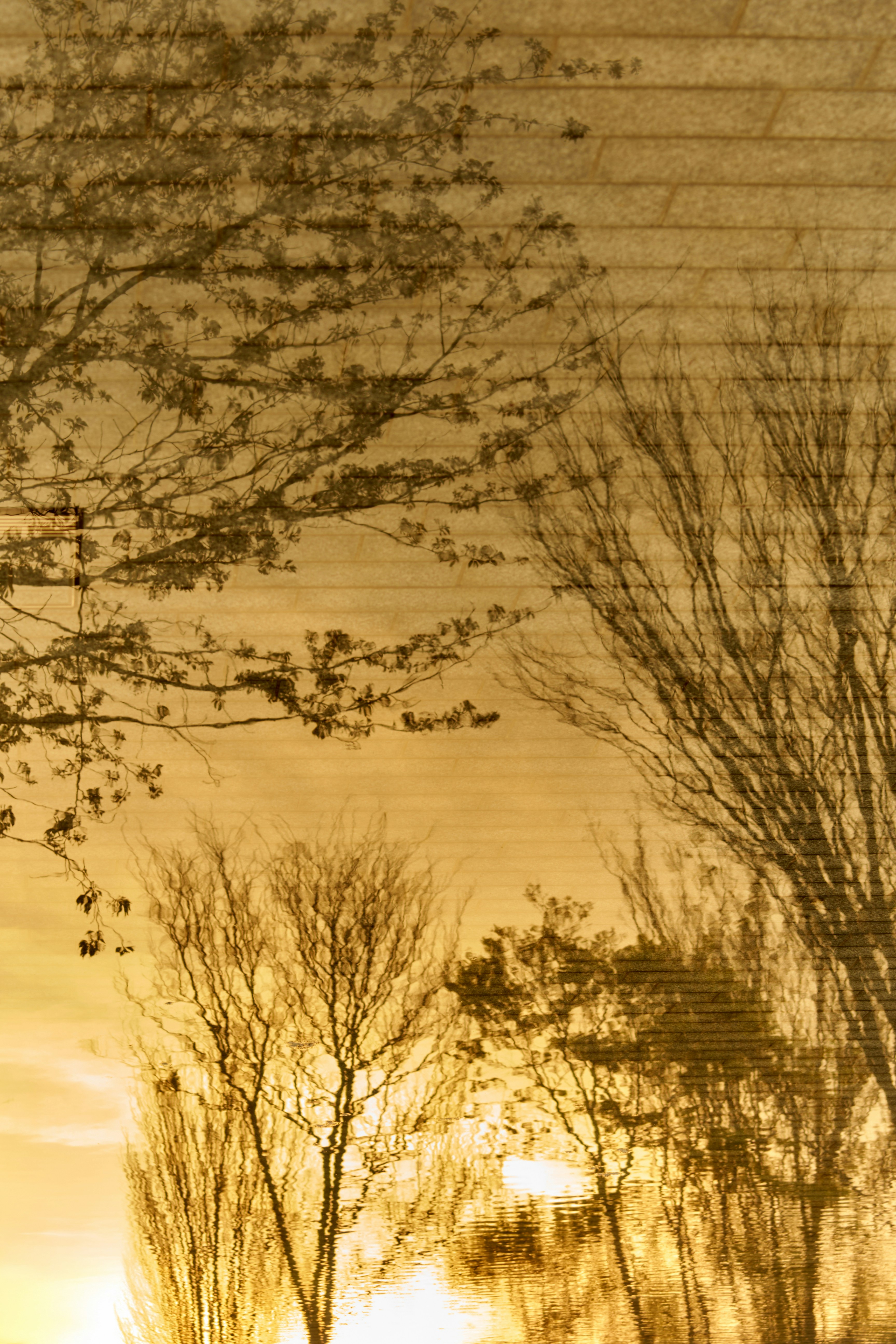 Trees reflect in water, with a golden hue. photo – Free Forest Image on ...