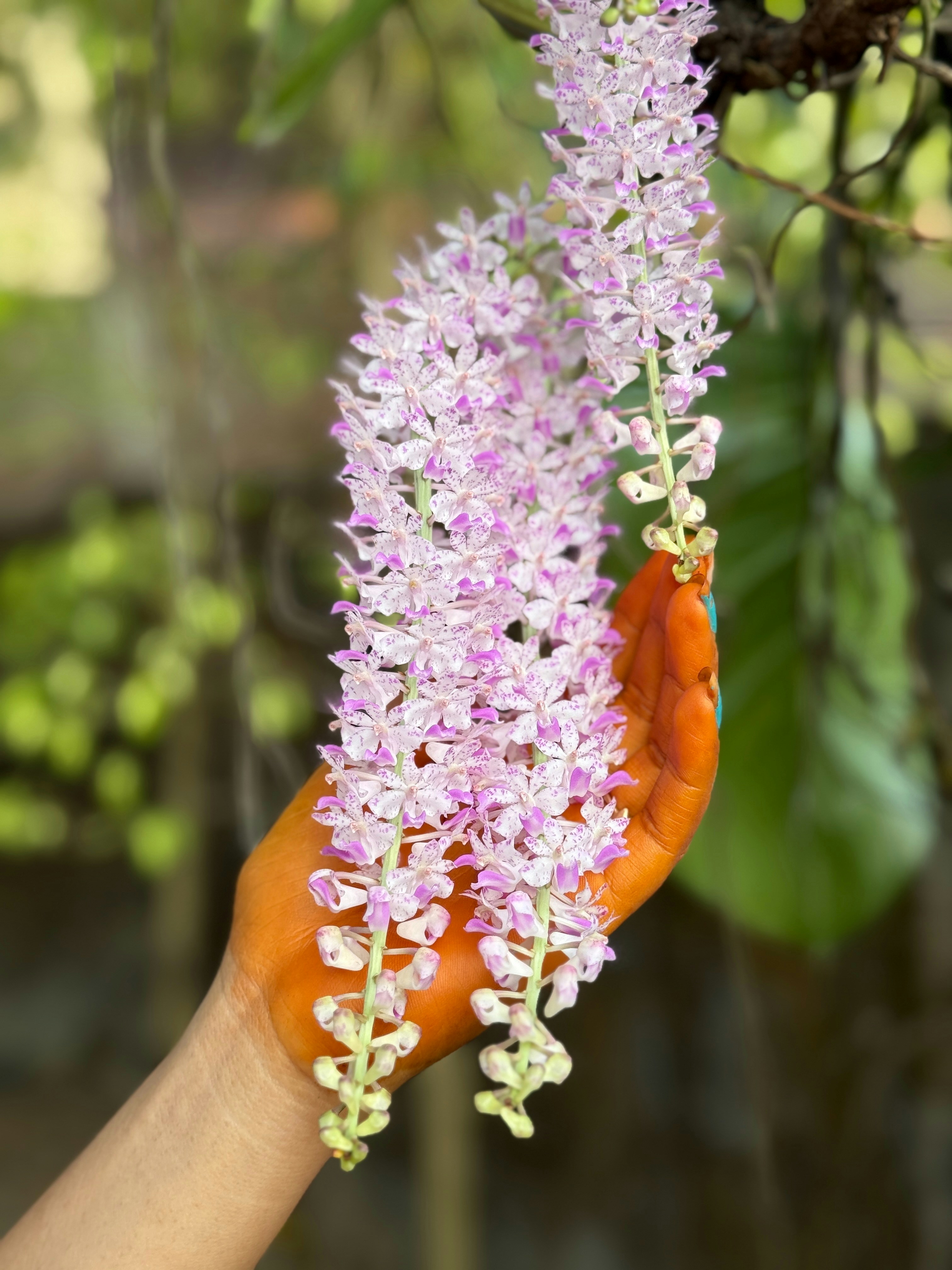 Lilac Spires Cradled by a Sunlit Palm
