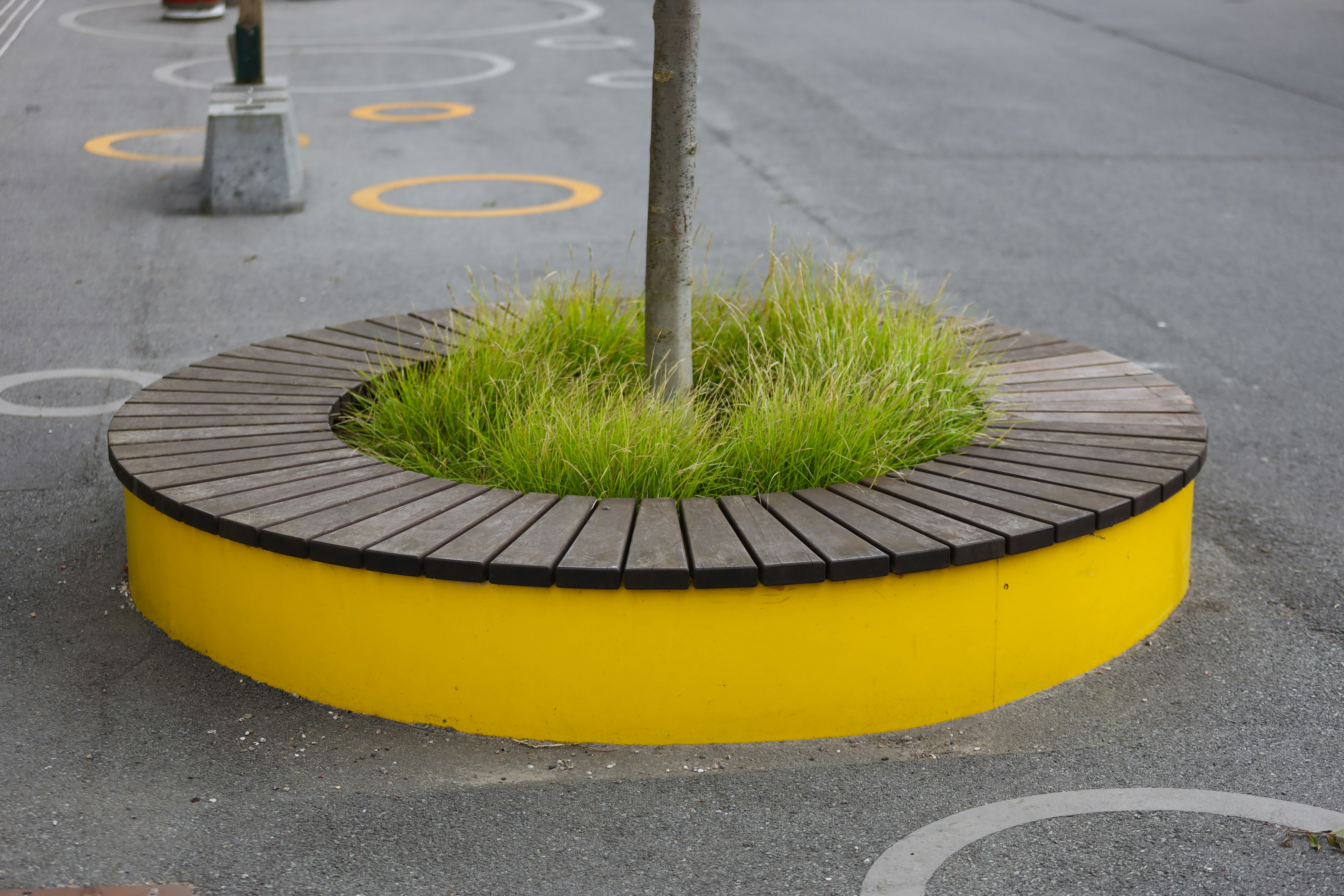 Yellow Ring, Green Heart: A Tree Nestled in a Circular Wooden Bench