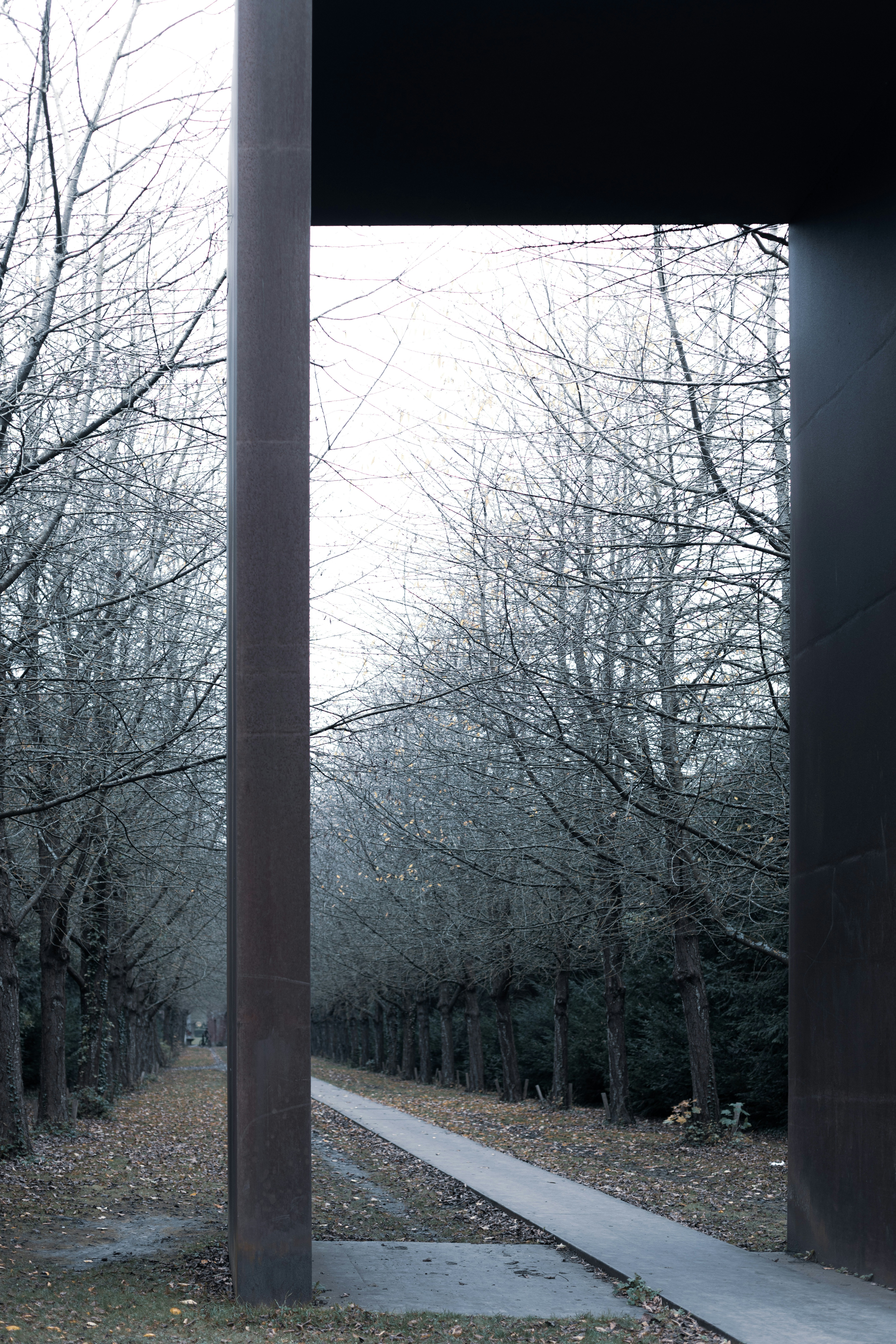Framed Corridor: A Quiet Path Through Winter Trees