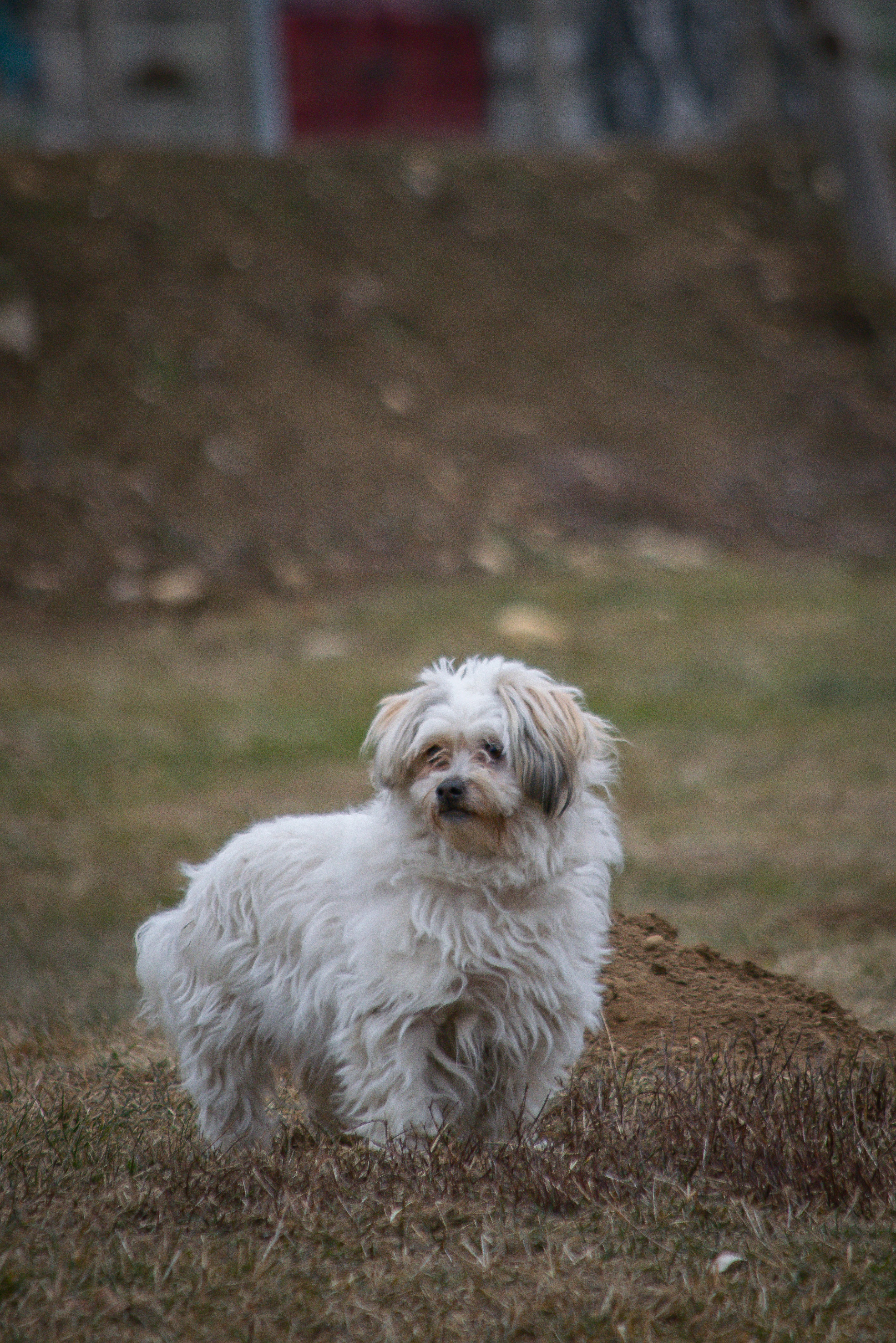 Fluffy white dog standing alert in a grassy field, surrounded by a blurred background of earthy tones.