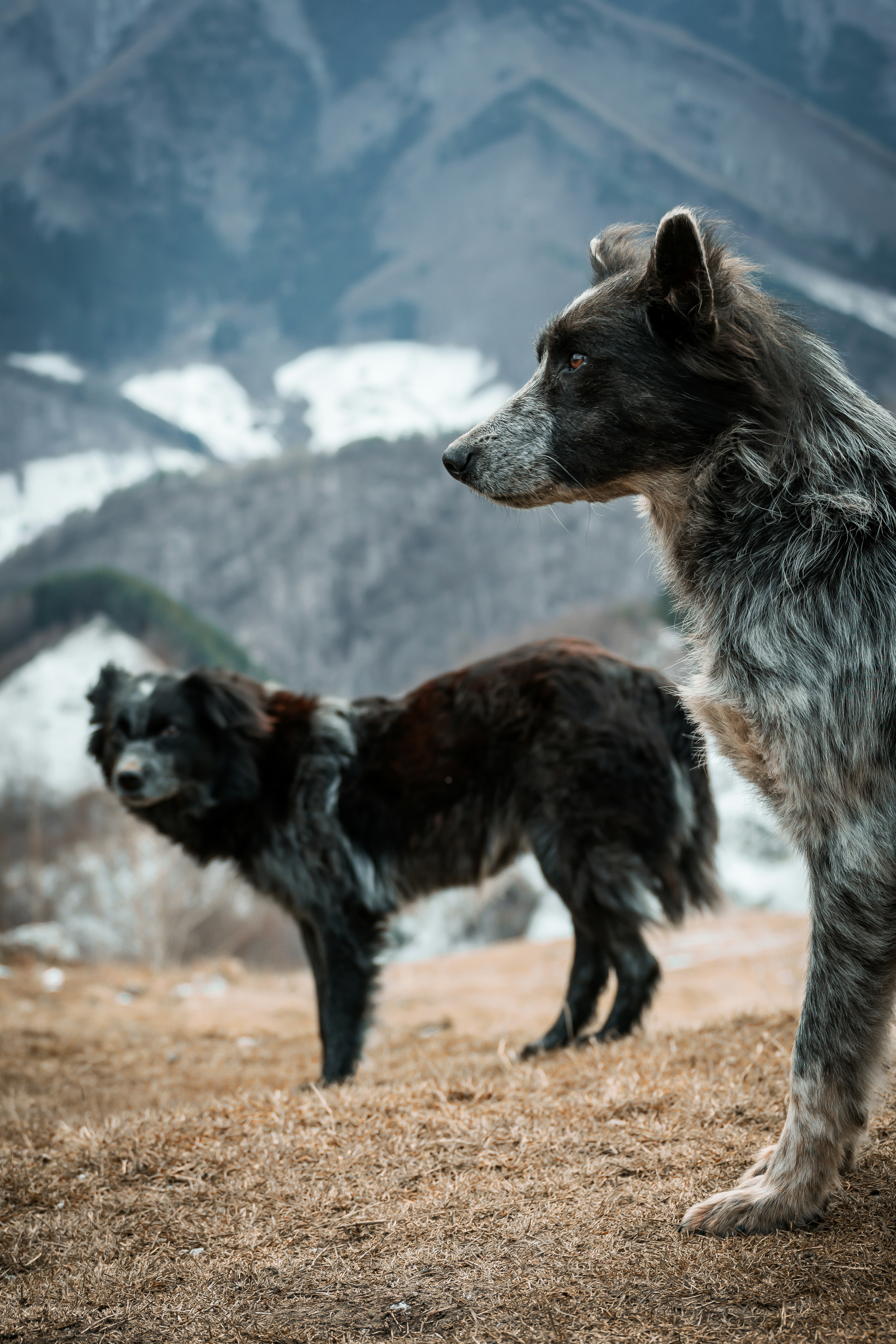 Two dogs stand on a hilltop, gazing outward. photo – Free Animal Image ...