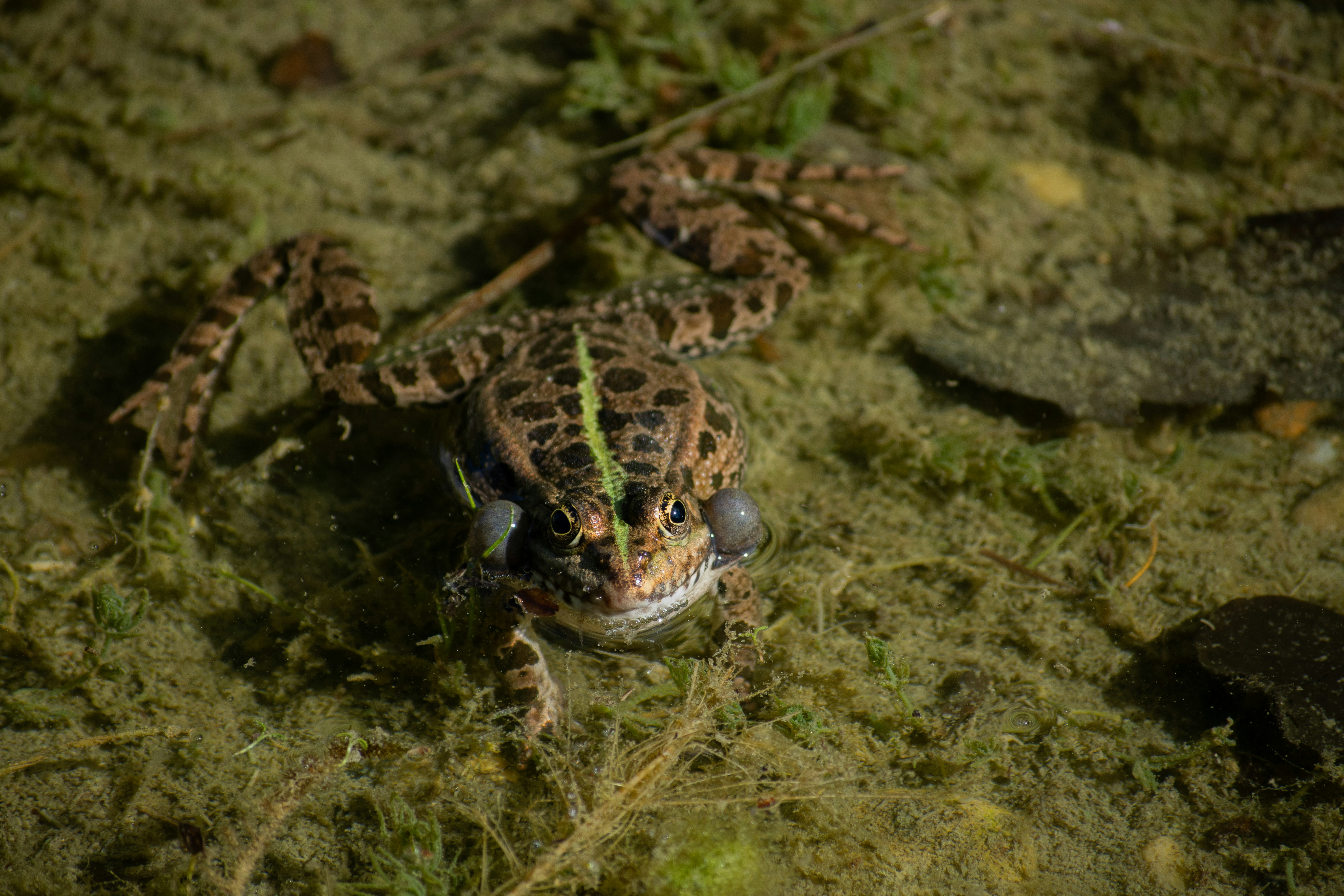 Ambush in the Mire: A camouflaged Frog Locks Eyes