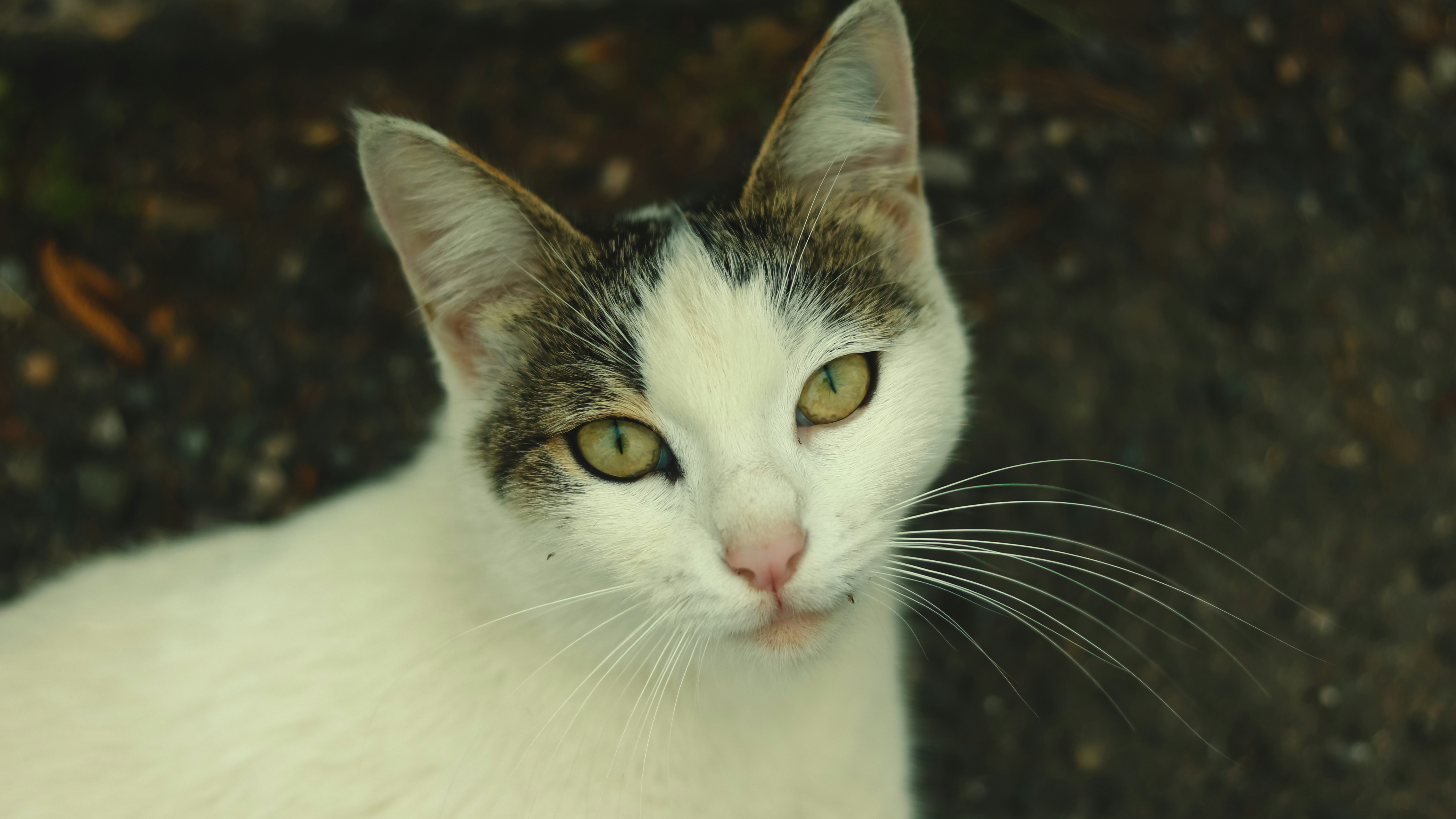 Here's a short caption: a cute cat looks directly at you. photo – Free ...