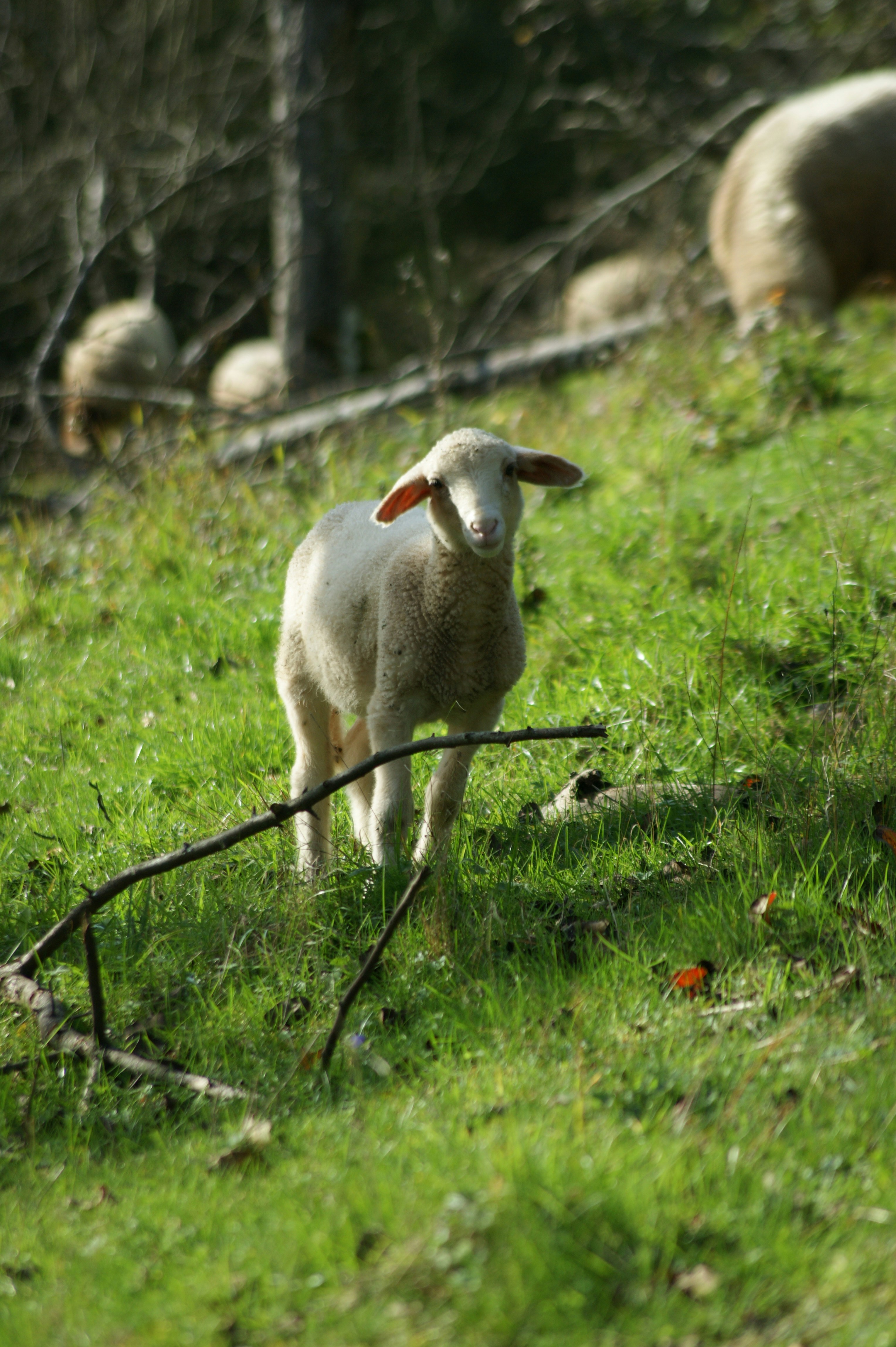 Lamb in a Sunlit Meadow: Gentle Stare Through Spring Grass