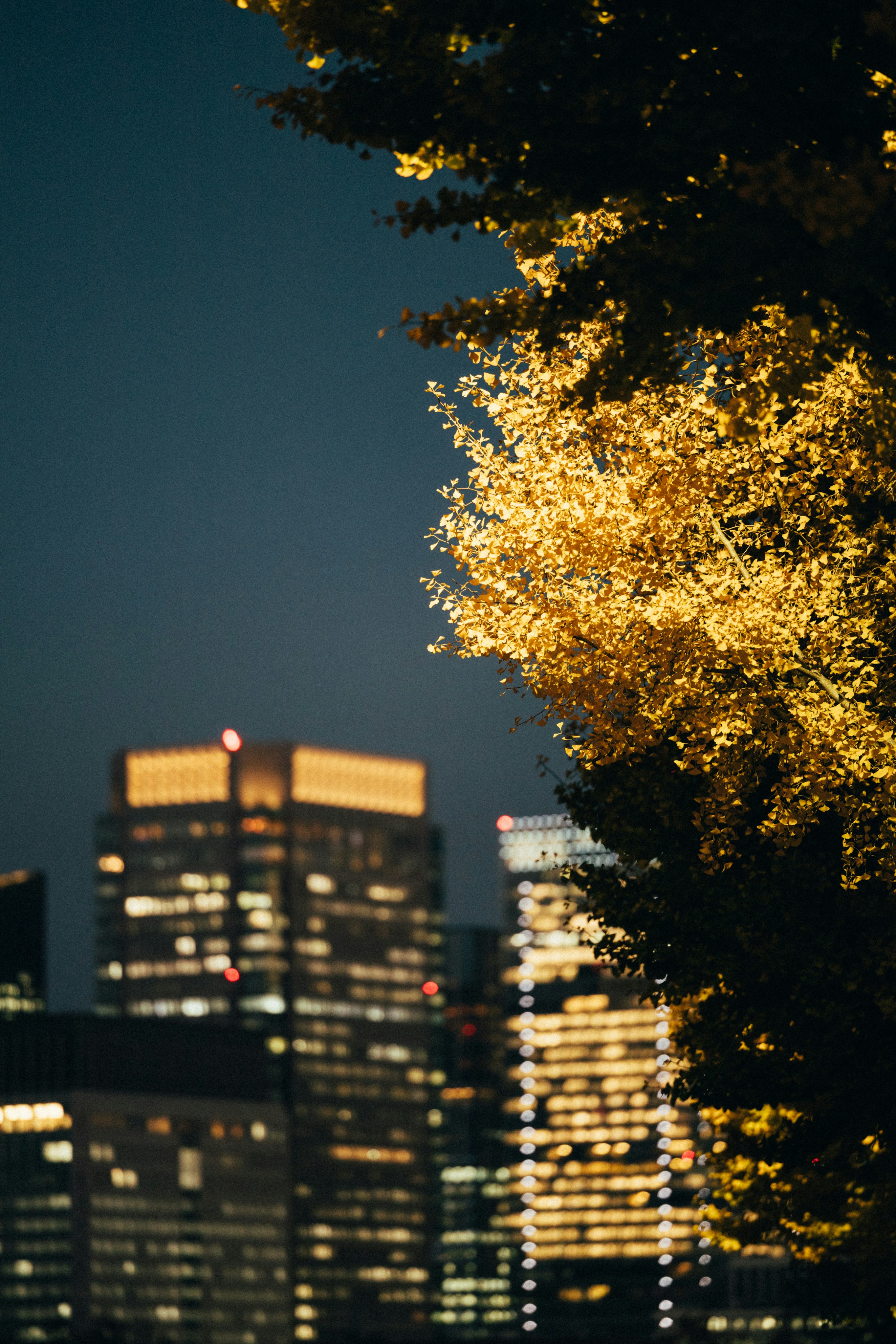 El horizonte nocturno de la ciudad se vislumbra a través de las hojas ...