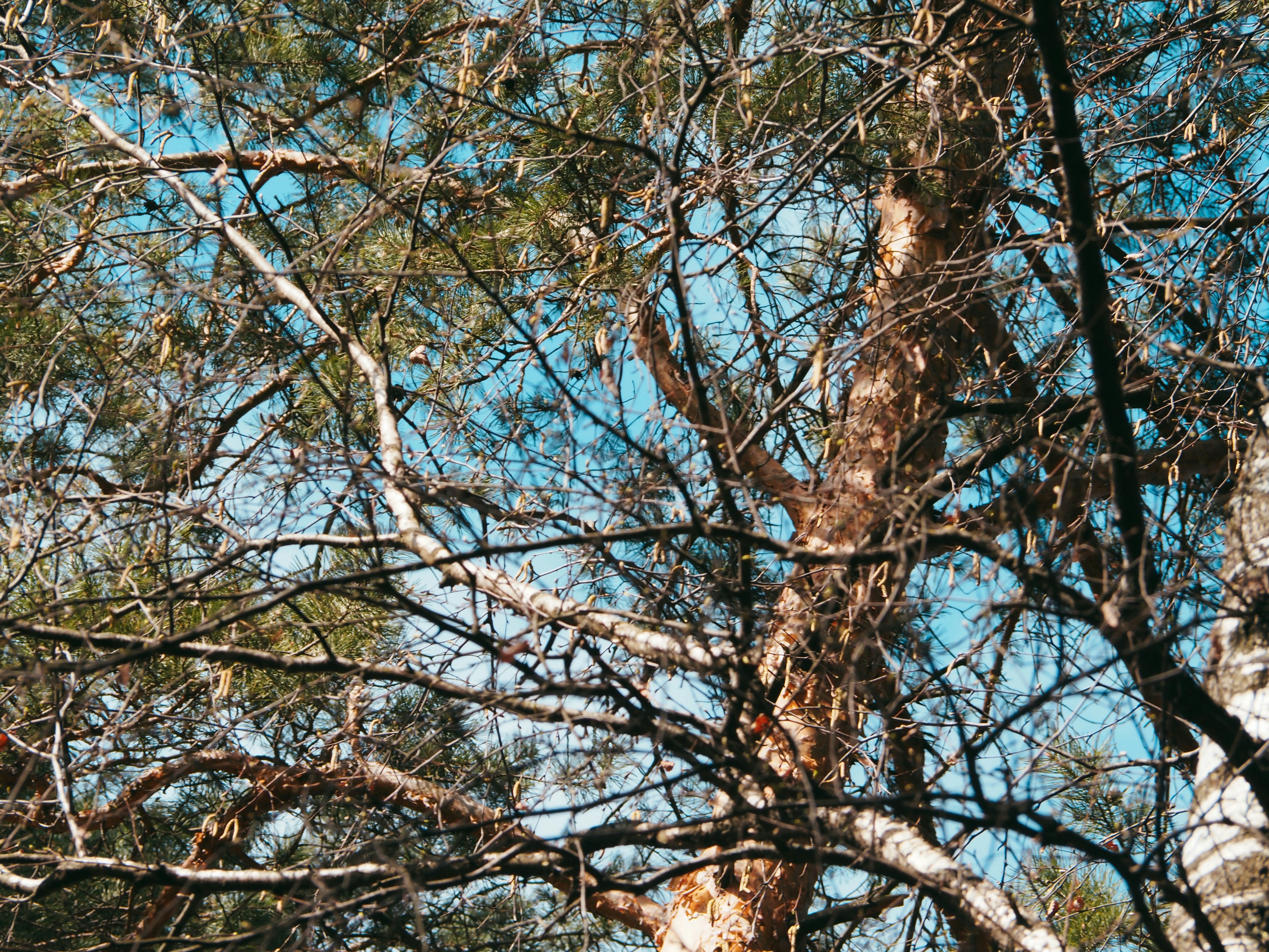 Tree branches reach towards a bright blue sky. photo – Free Forest ...