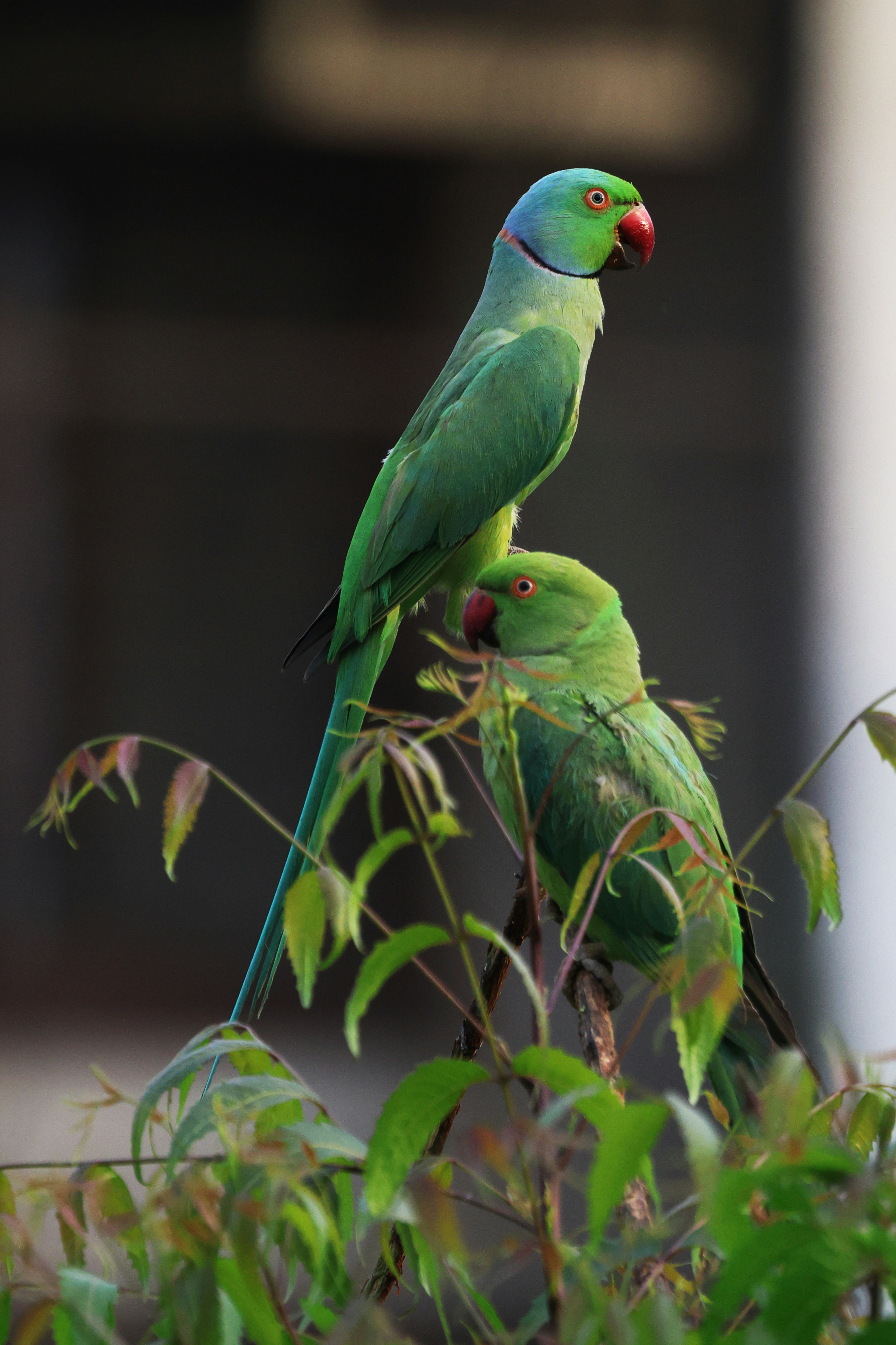 Emerald Duo: Green Parrots Perched Amid Spring Tendrils