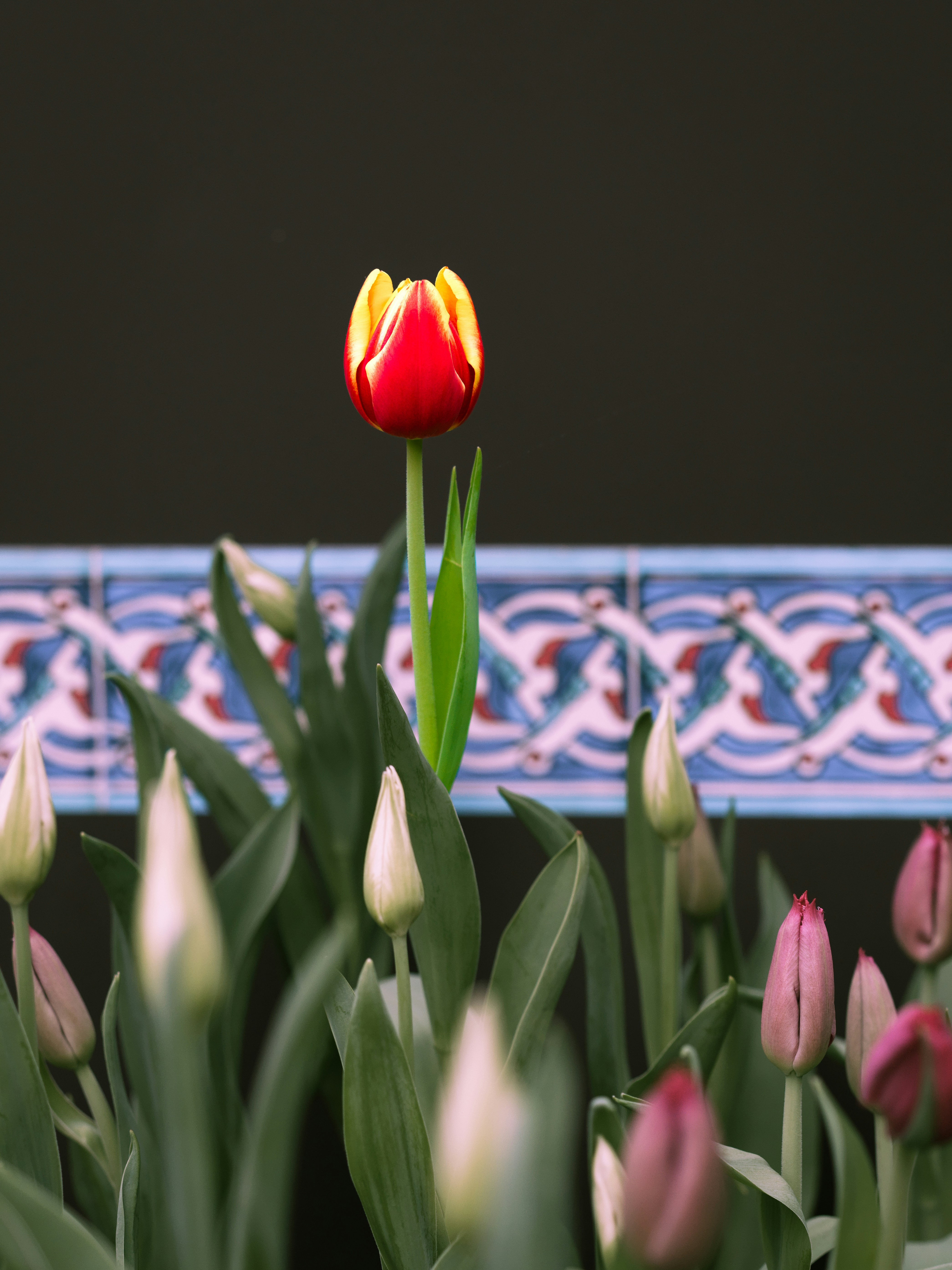 One Tulip in Focus Above a Border of Painted Tiles