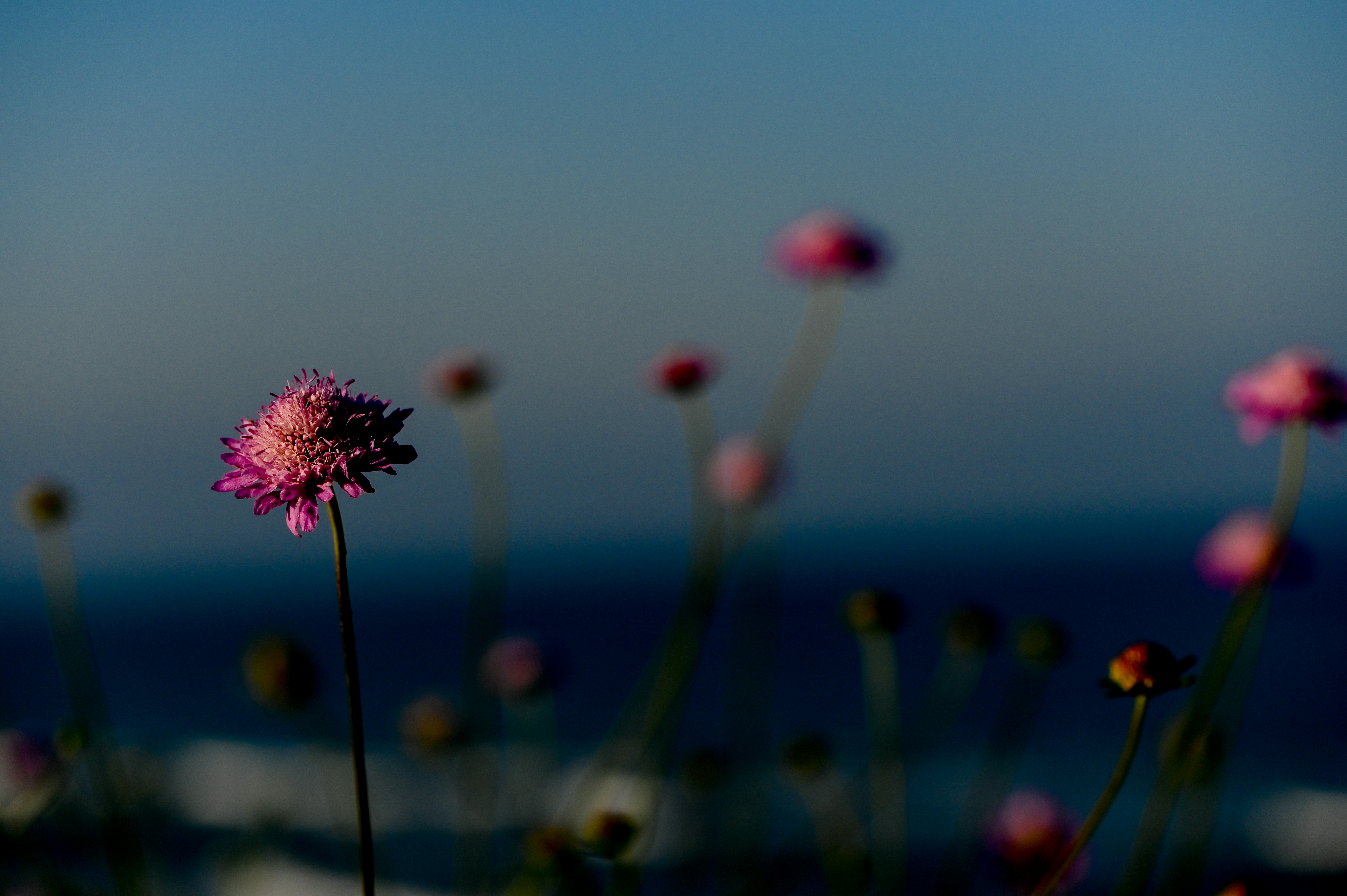 Pink Globe Thistle in Focus, Framed by a Distant Sea Horizon