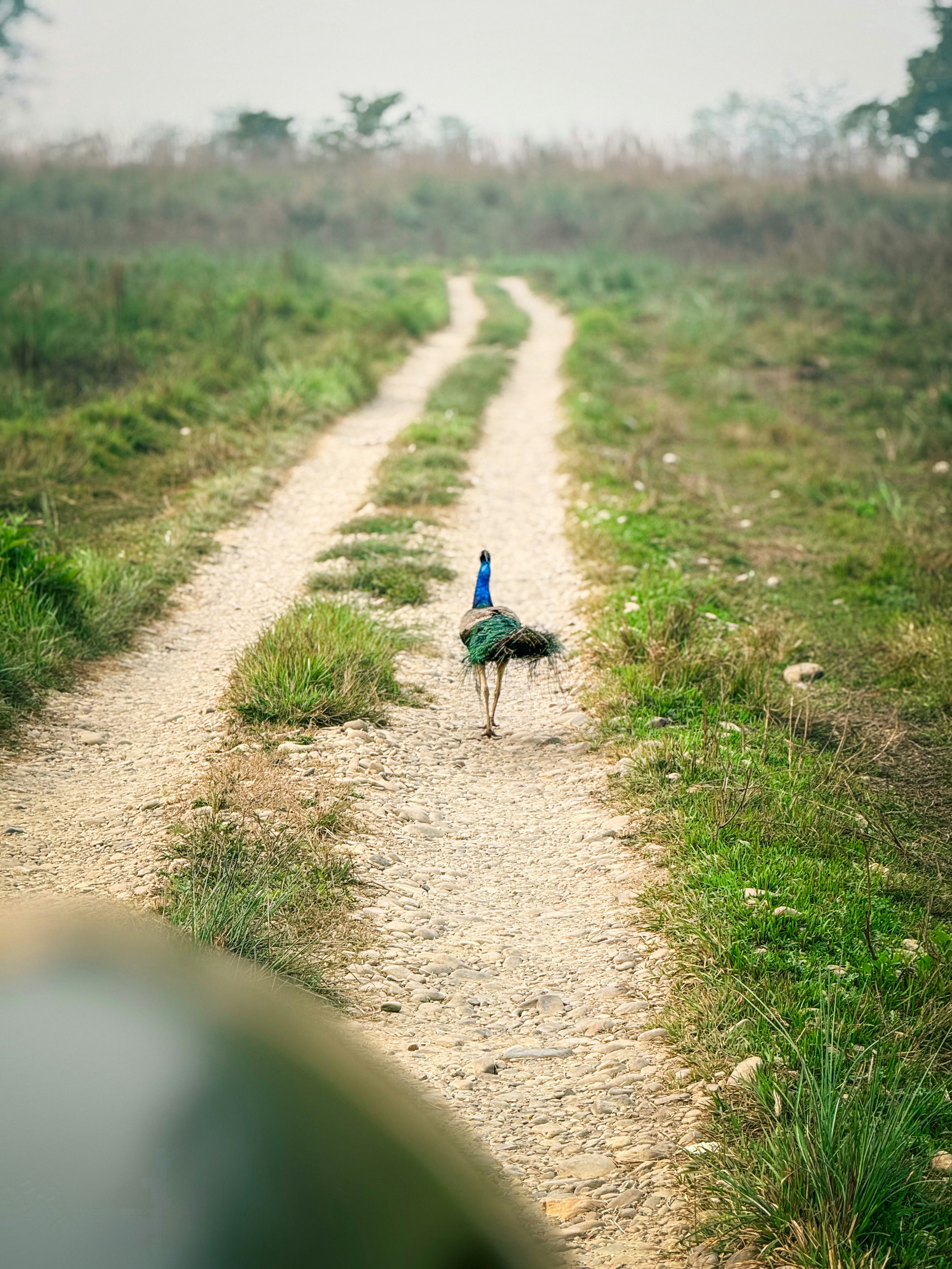  lone peacock on a sunlit dirt path through grassland