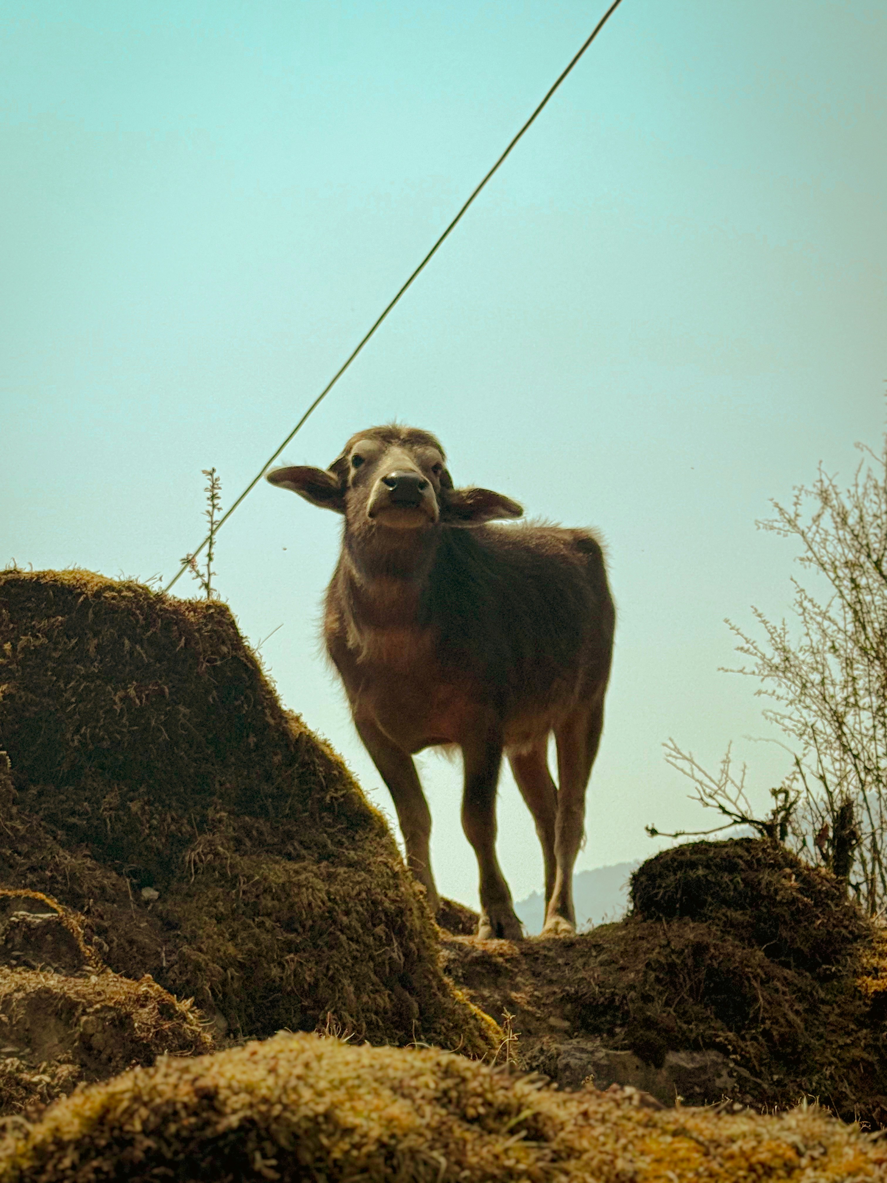 Moss-Hewn Sentinel: A Calf on a Sunlit Ridge